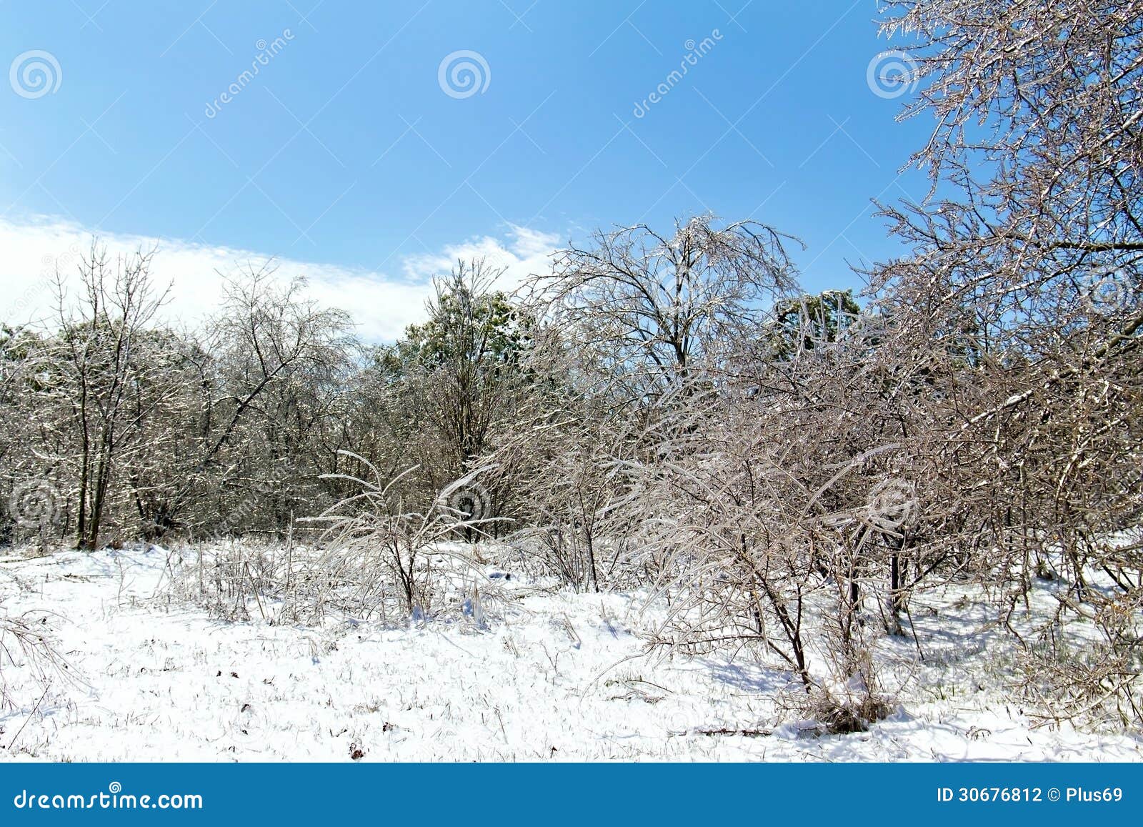 Forest Clearing with Icy Trees Stock Photo - Image of blue, contrast ...