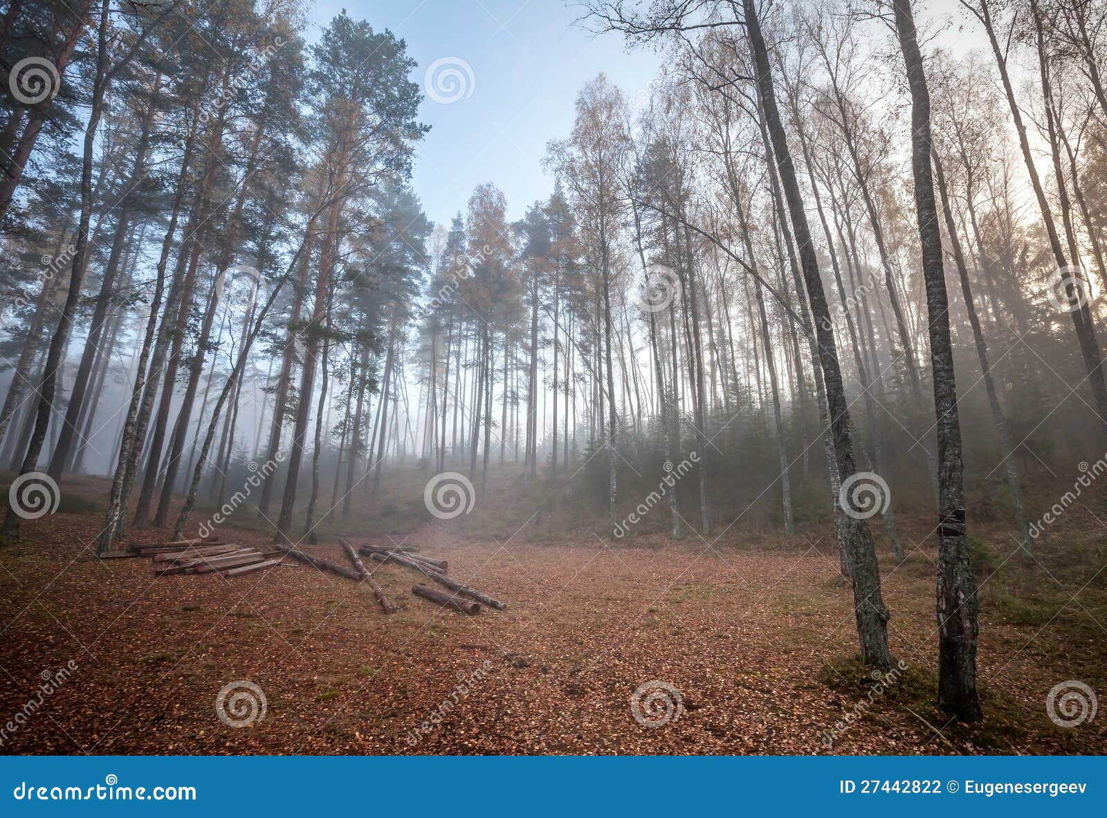 Forest Clearing with Logs in Foggy Morning Stock Photo - Image of moist ...