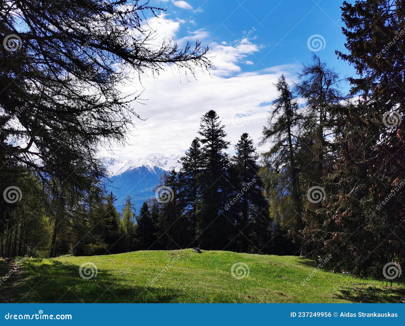Forest Clearing with Mountain in the Background Stock Photo - Image of ...