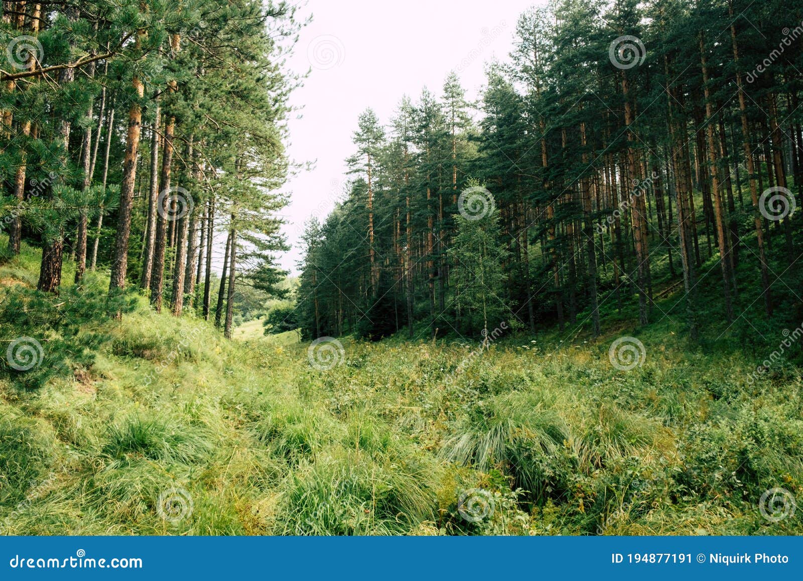 Forest Clearing with Path Leading through Stock Image - Image of ...