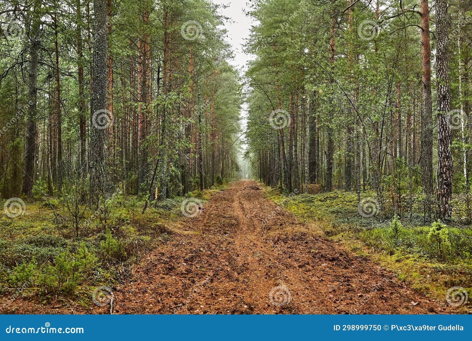Forest Clearing, Muddy Road for Forestry Stock Photo - Image of trail ...