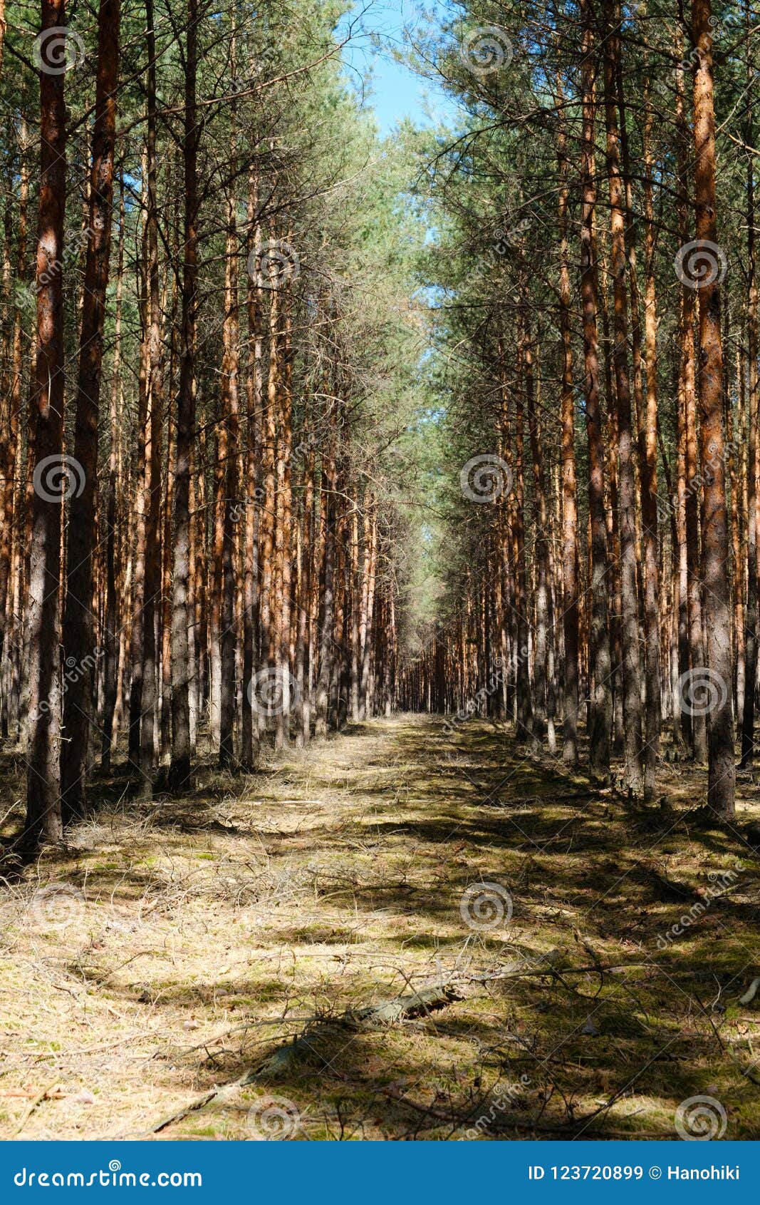 Forest Clearing Road in Coniferous Tree Forest - Pine Trees Stock Image ...