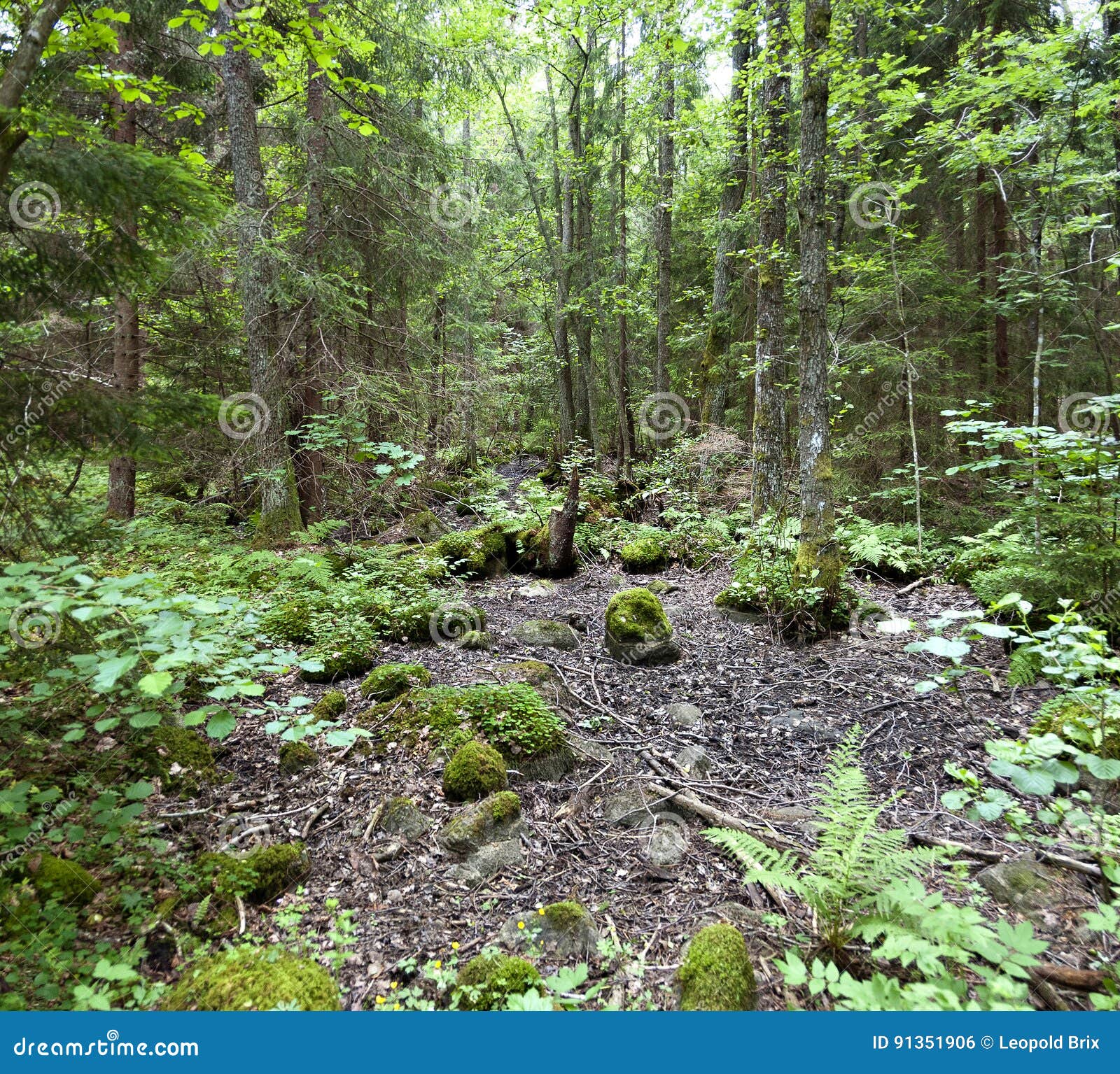 Forest clearing stock photo. Image of fall, twig, wood - 91351906