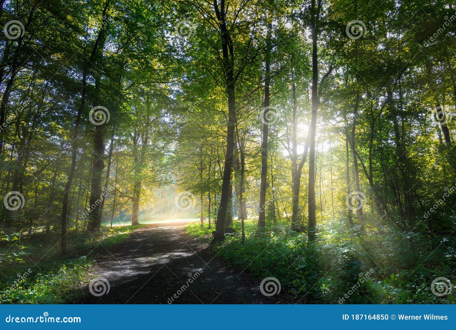 A Forest with a Clearing. the Sun Shines through the Trees As Backlight ...