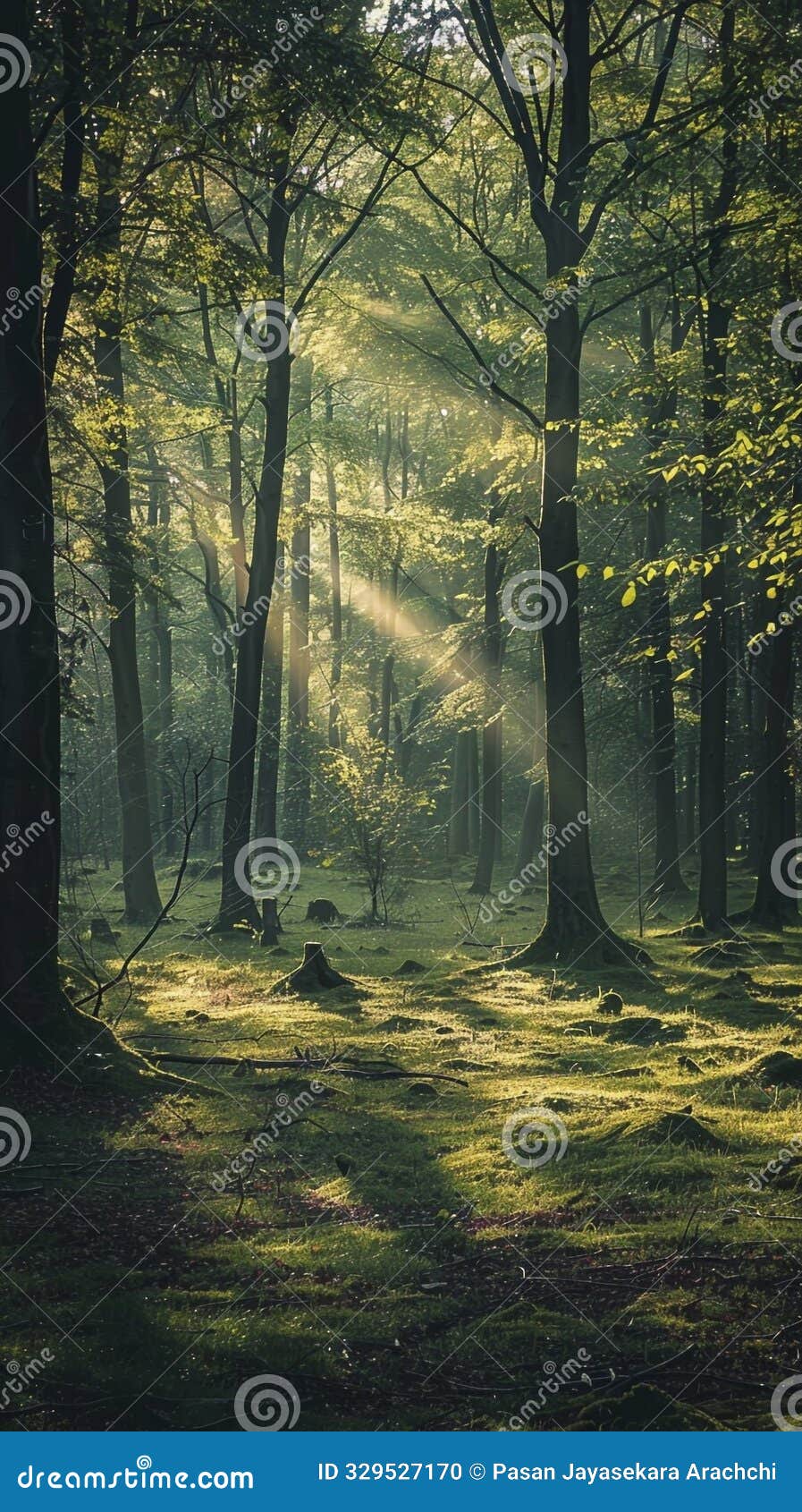 Forest Clearing Sunlight Filtering through Trees Stock Illustration ...