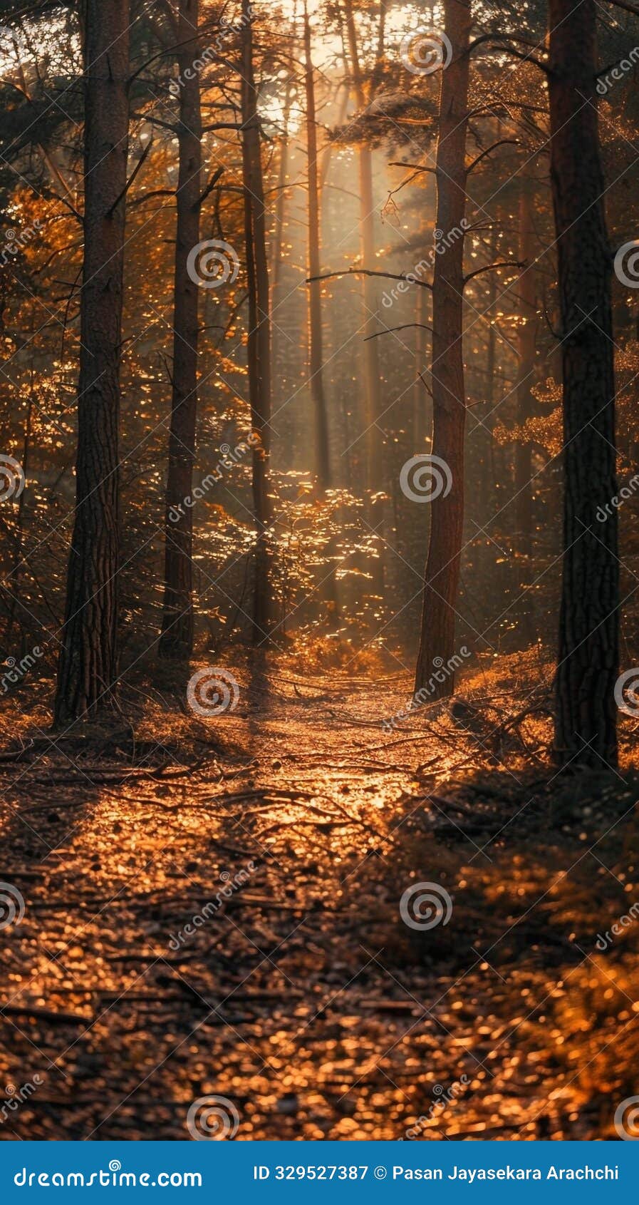 Forest Clearing Sunlight Filtering through Trees Stock Illustration ...