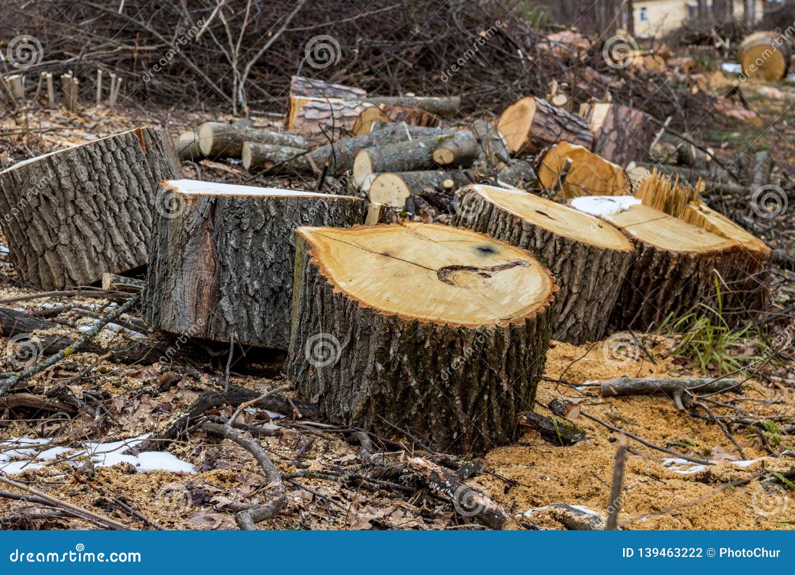 A Forest Clearing after Tree Felling Stock Photo - Image of forest ...