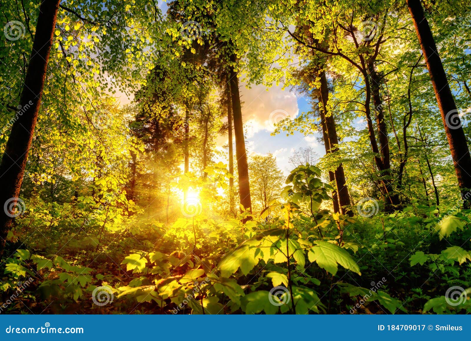 Forest Clearing in Warm Sunset Light Stock Image - Image of rays ...