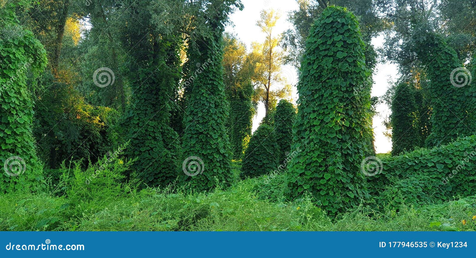 Forest with a plant Kudzu. stock image. Image of outdoor - 177946535