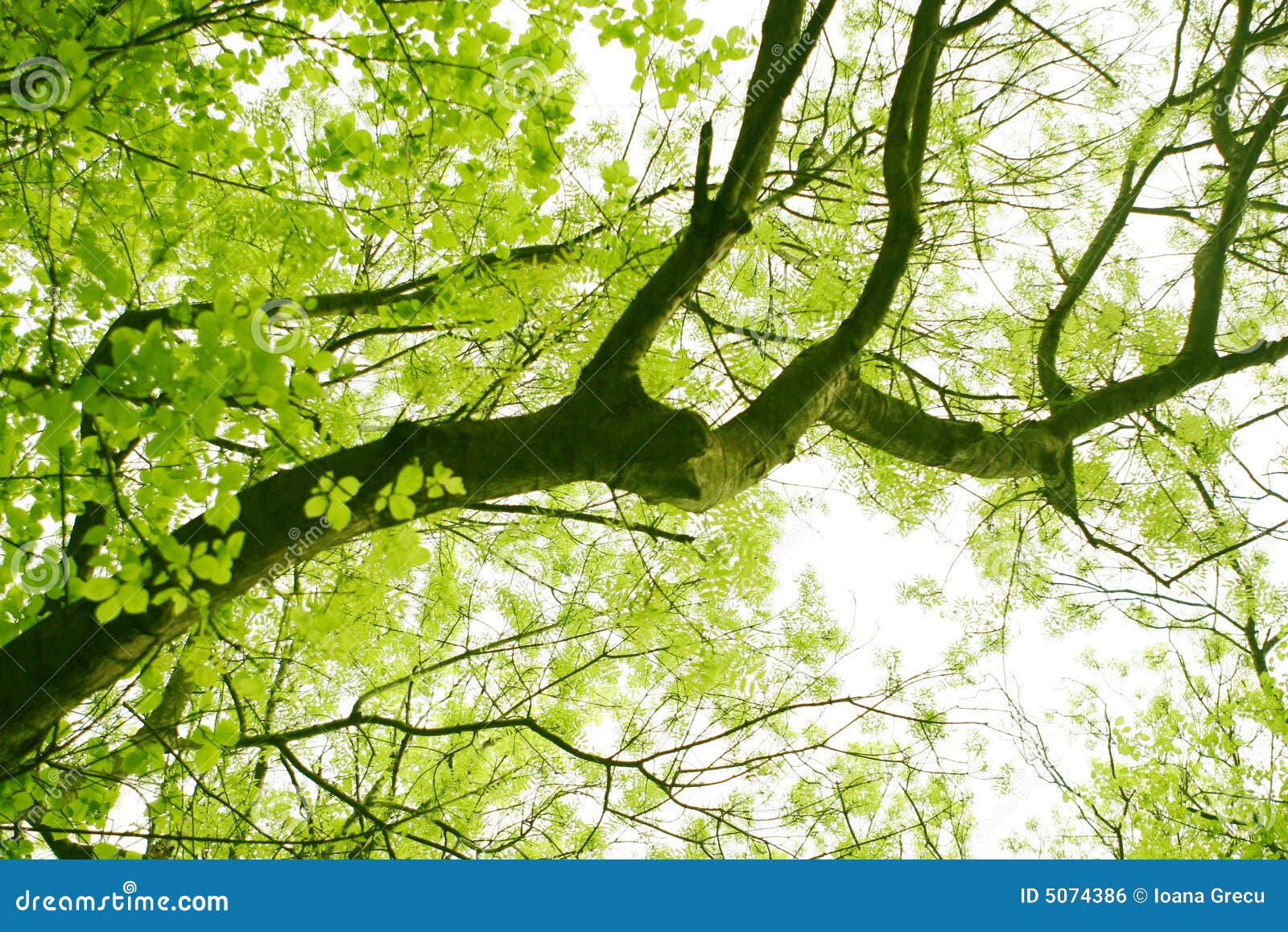 Forest close up stock photo. Image of branches, tree, light - 5074386