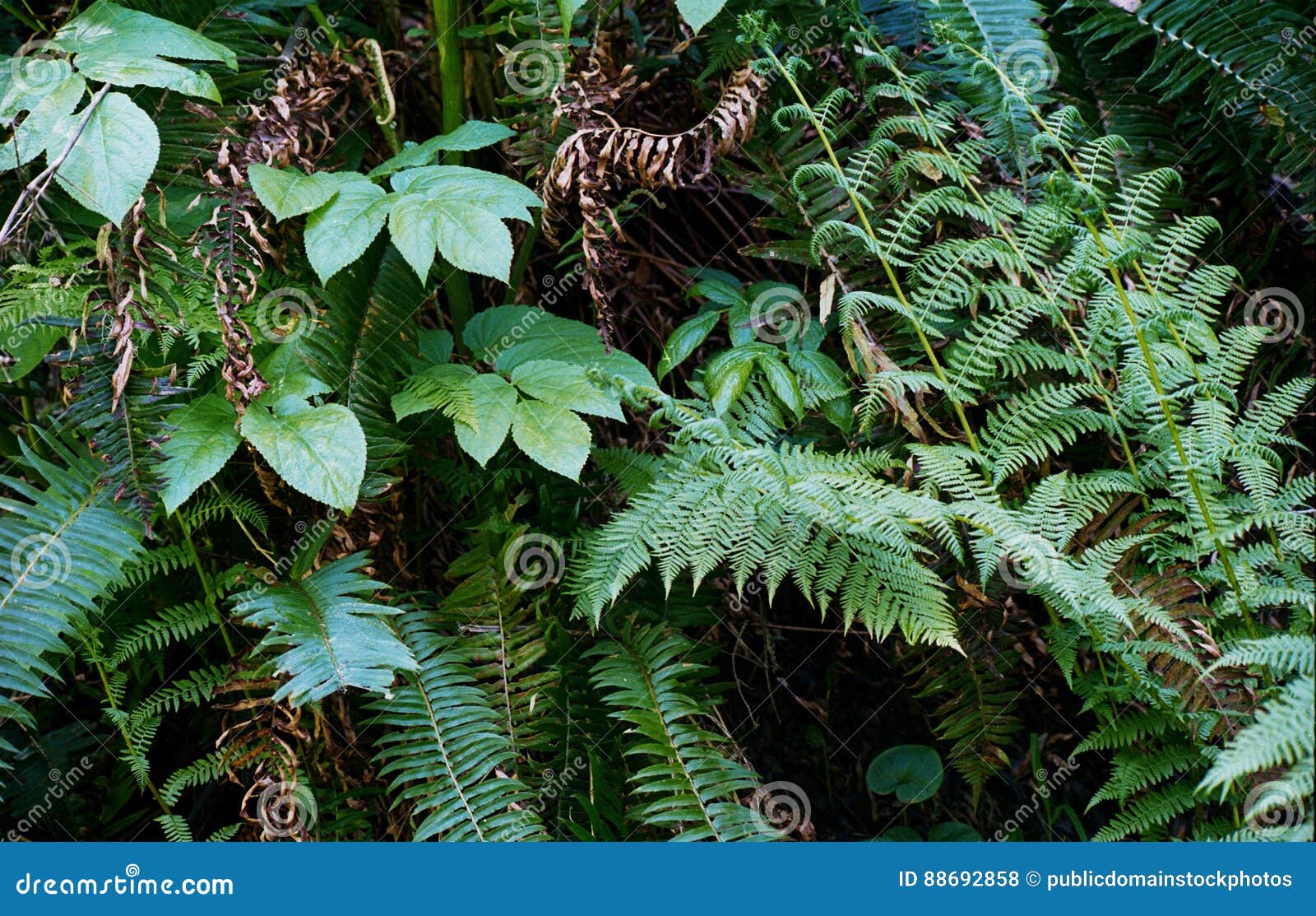 Forest Closeup Picture. Image: 88692858