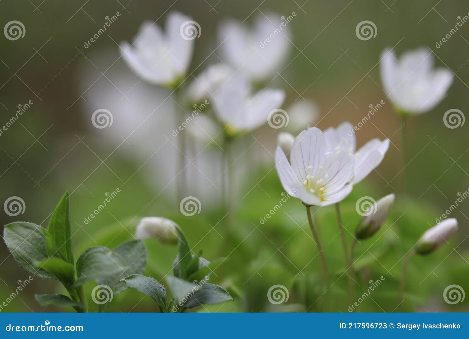 White forest flower. stock image. Image of bloom, garden - 217596723