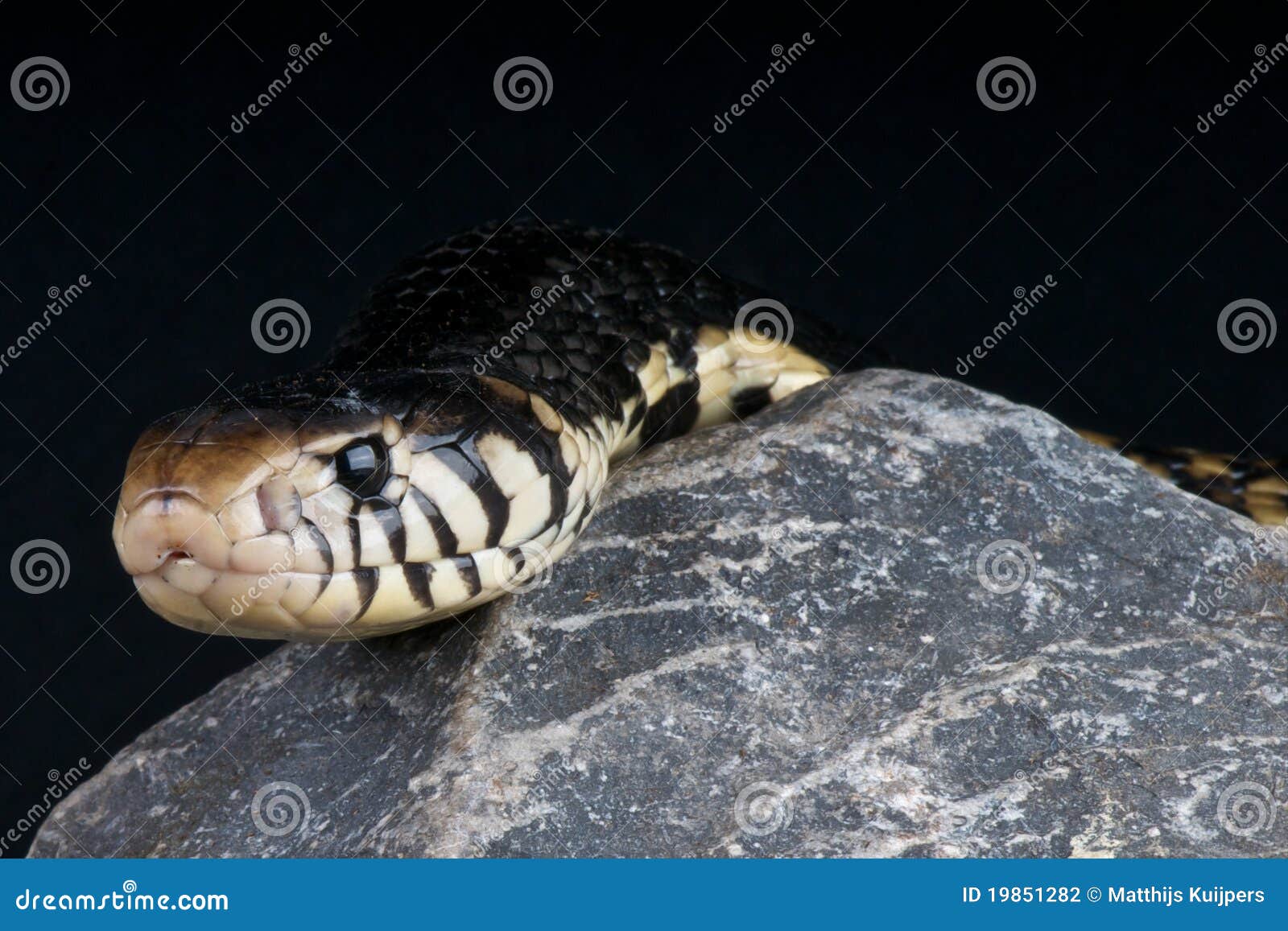 Forest cobra stock photo. Image of venom, white, snakes - 19851282