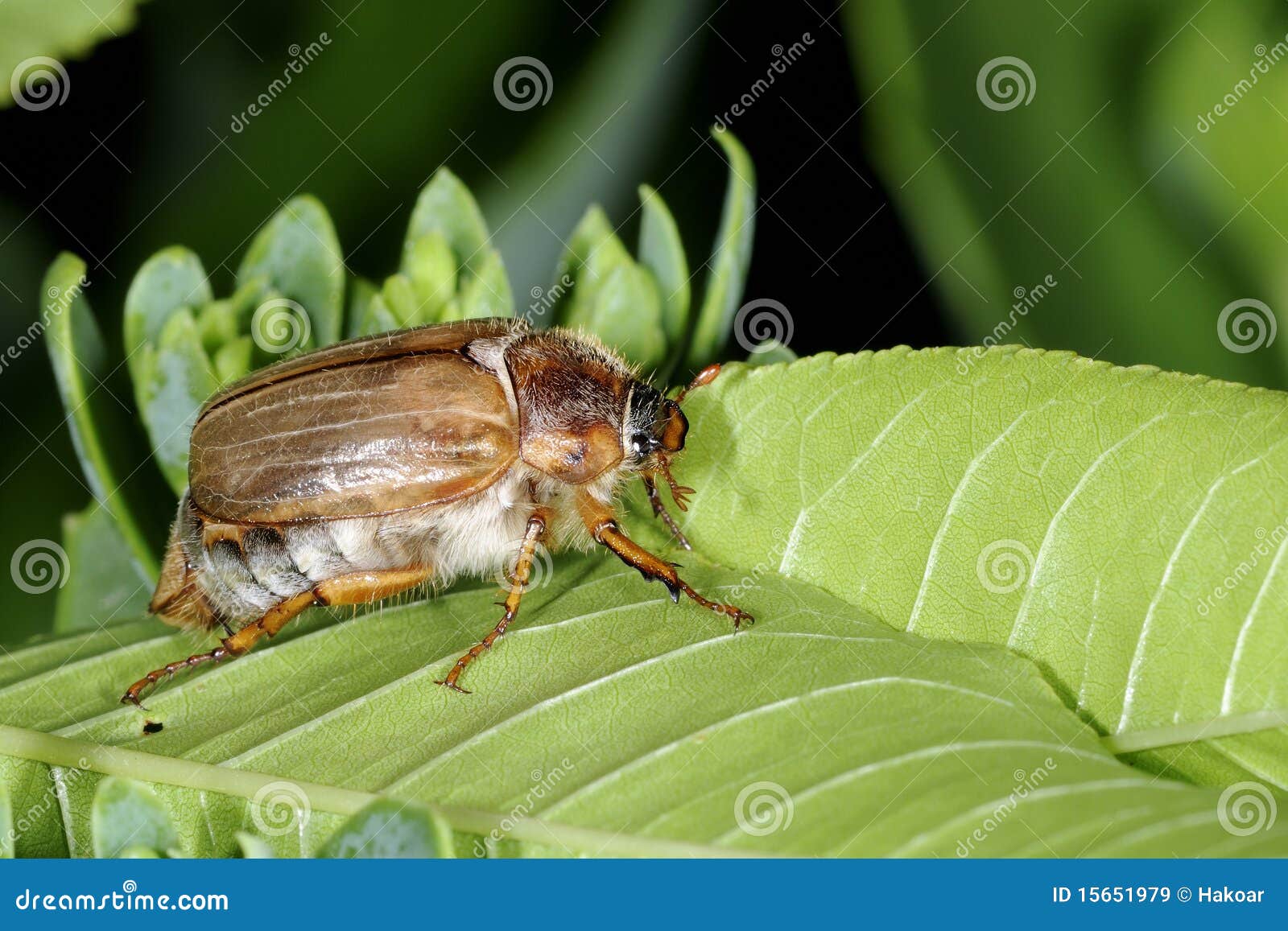 Forest Cockchafer, Melolontha Hippocastani Stock Image - Image of ...