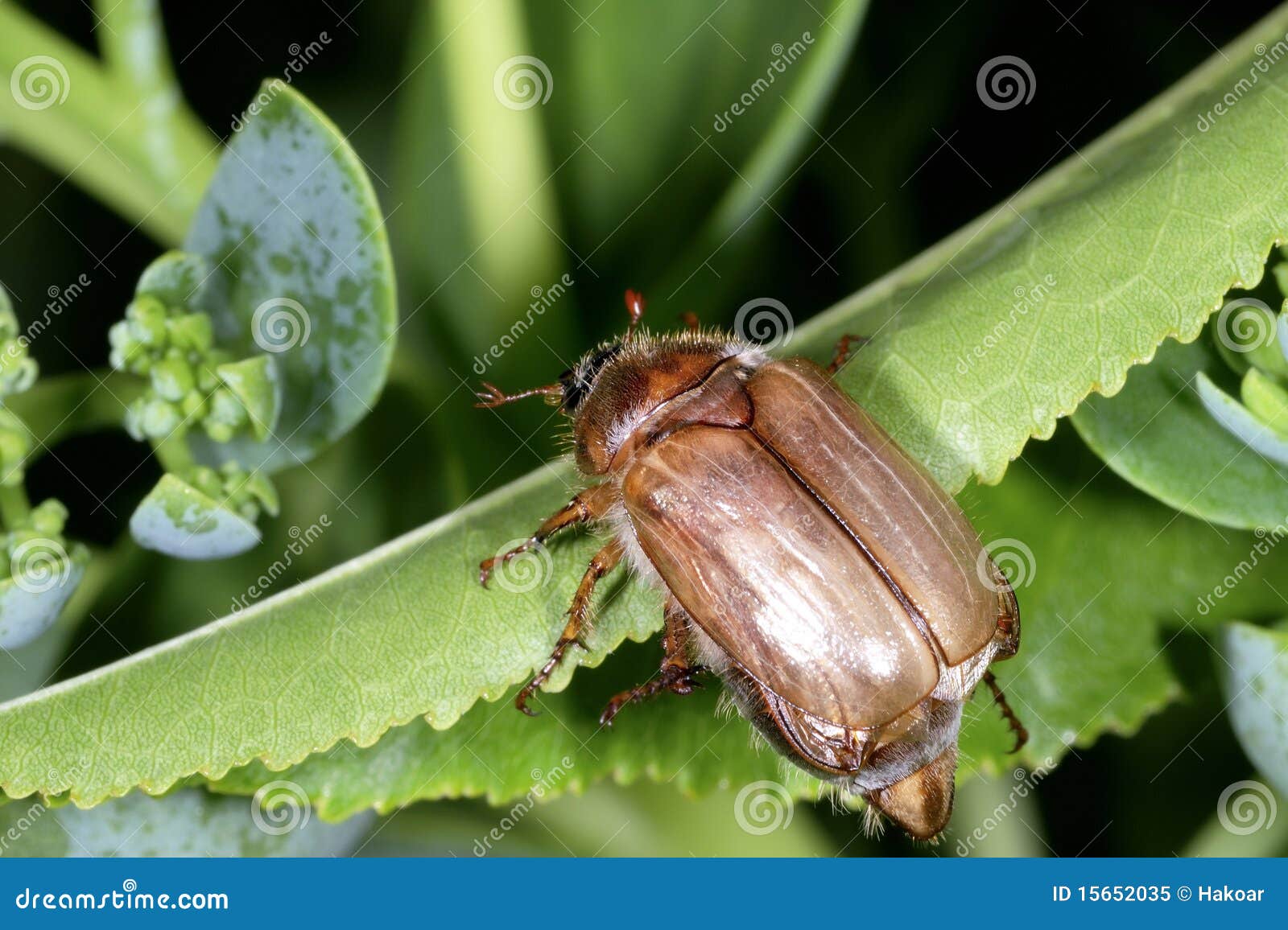 Forest Cockchafer, Melolontha Hippocastani Stock Image - Image of ...