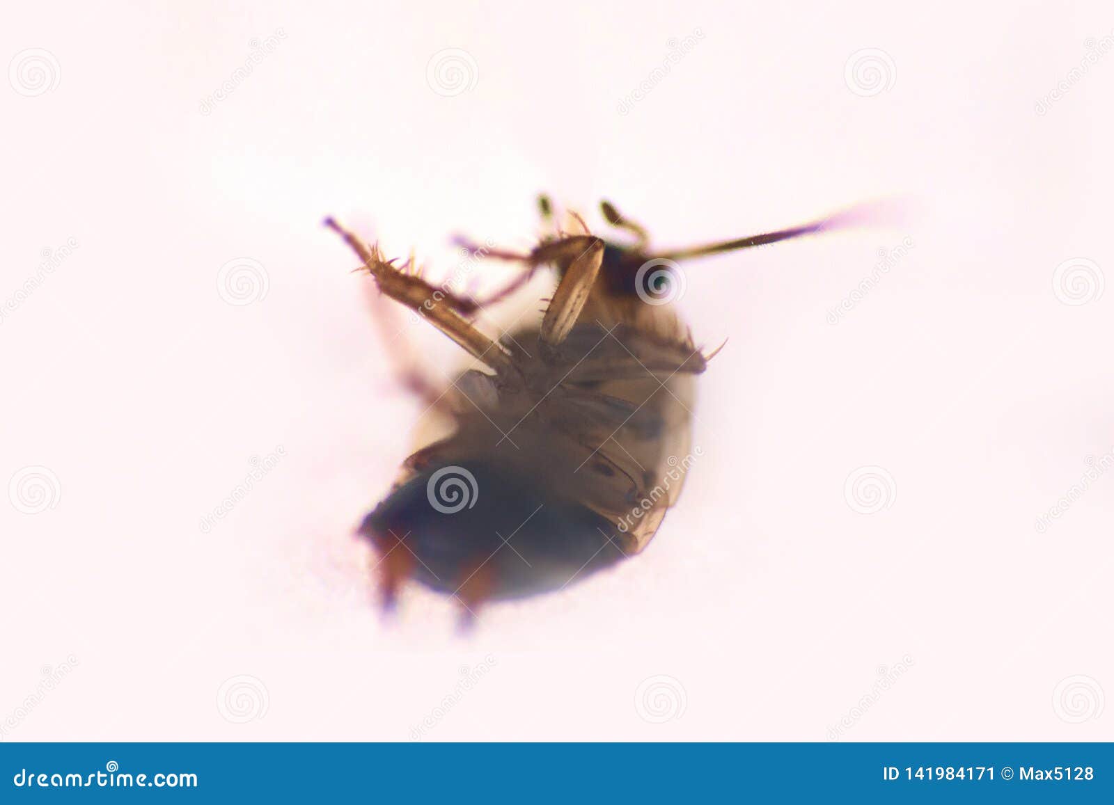 Forest Cockroach (wild) from the Black Sea Mountains Stock Image ...