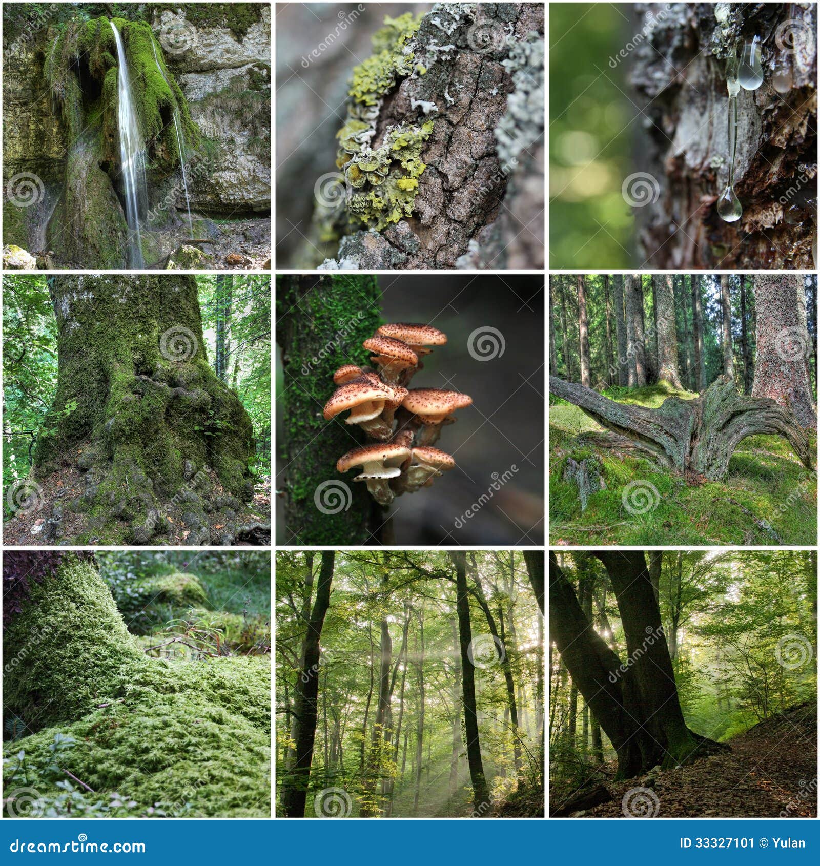 Forest Collage stock afbeelding. Image of bloemblaadje - 33327101