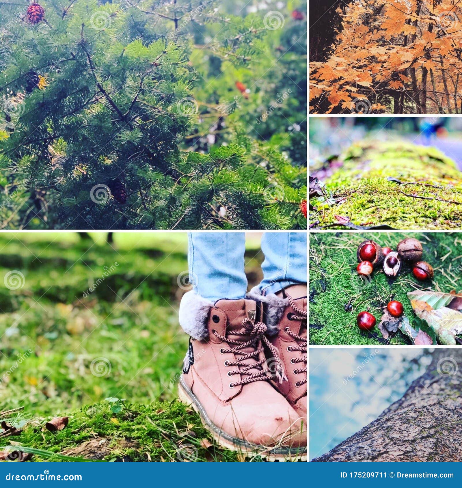 Forest collage stock image. Image of edited, forest - 175209711