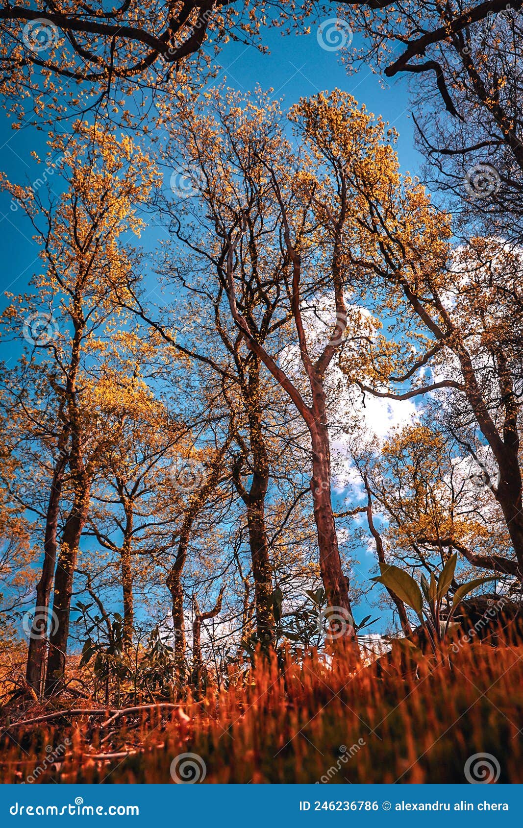 Forest color wild stock photo. Image of woodland, branch - 246236786