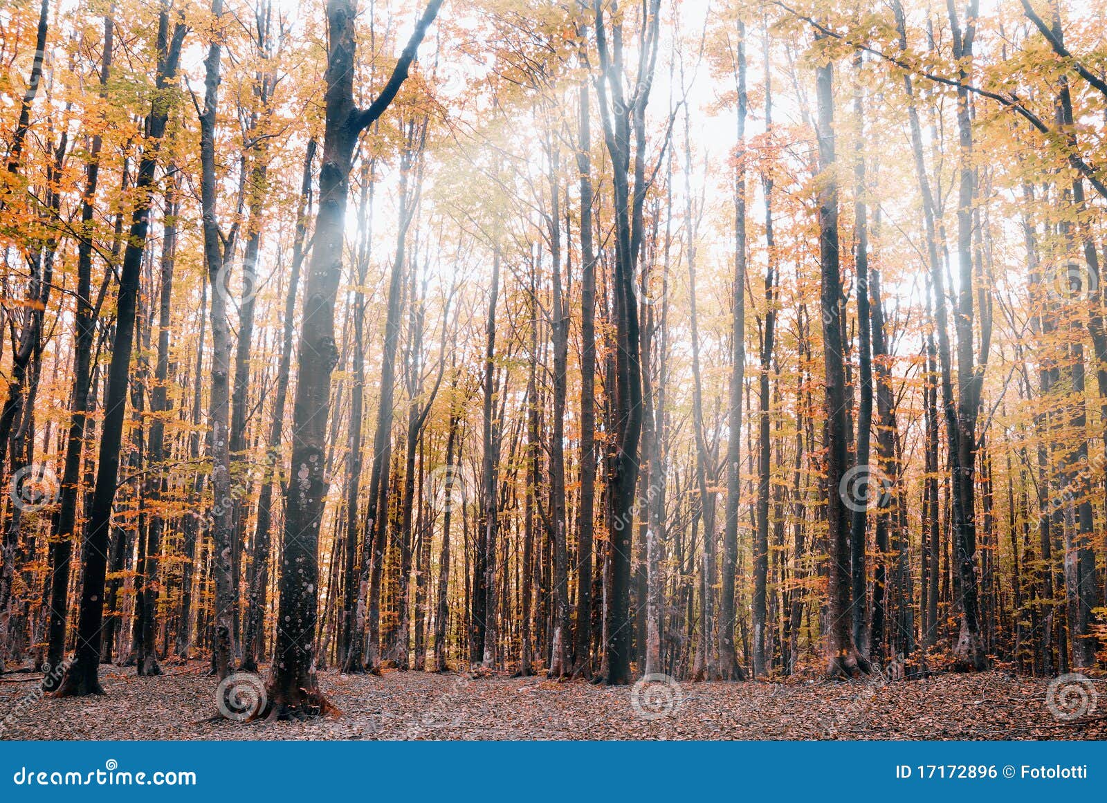 Forest colored stock photo. Image of mountain, outdoor - 17172896