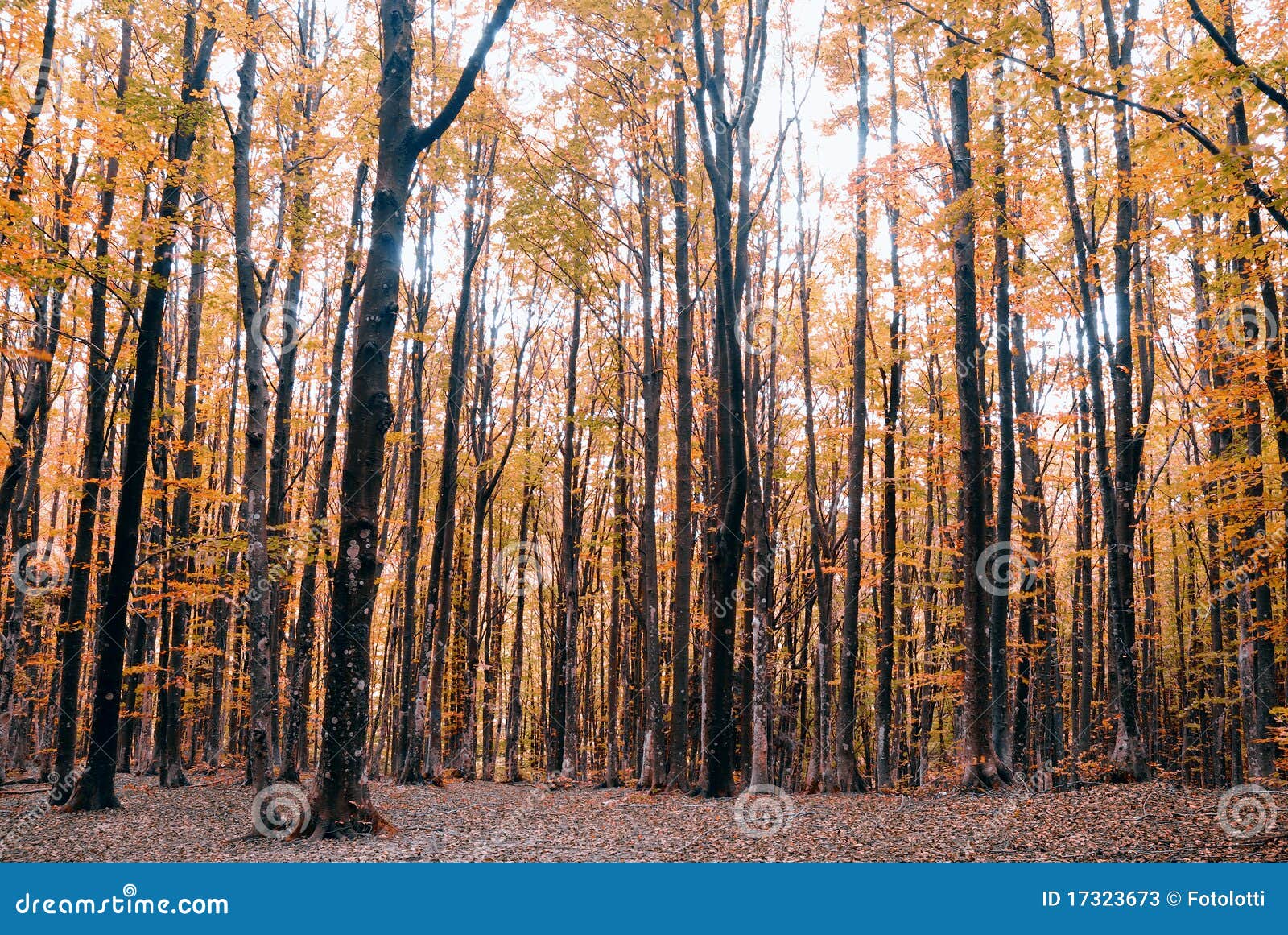 Forest colored stock image. Image of open, undergrowth - 17323673