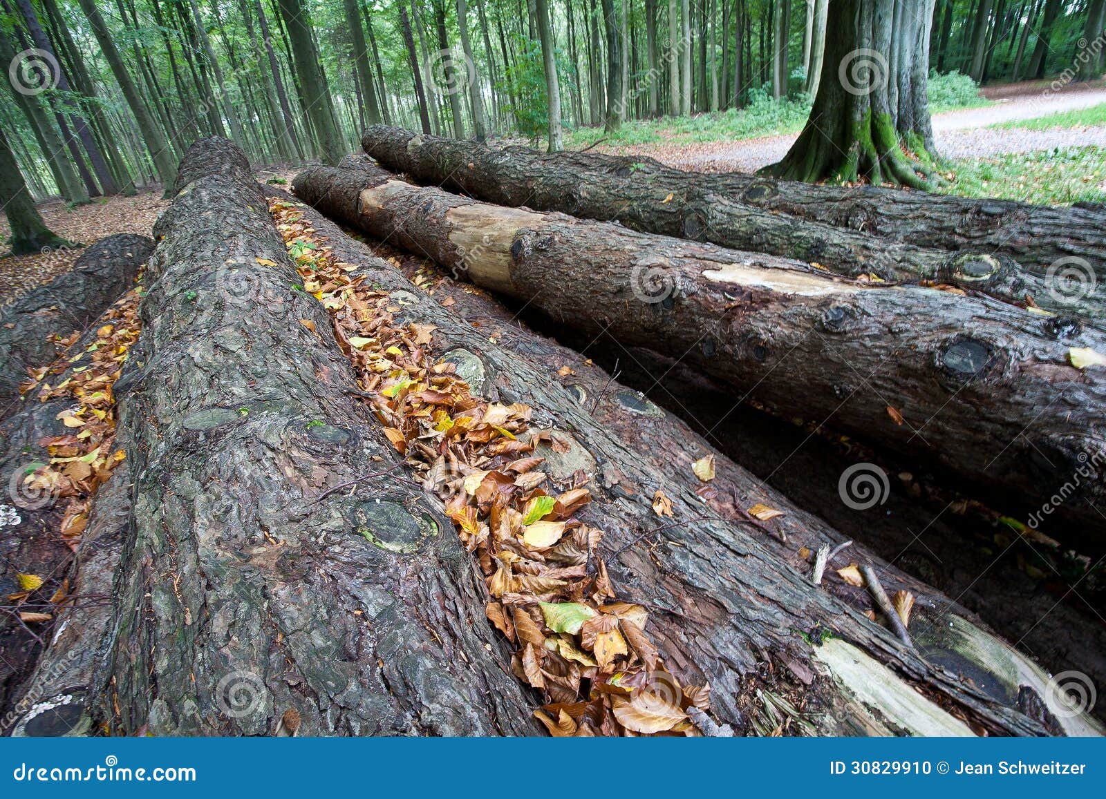 Forest stock photo. Image of tree, scandinavia, denmark - 30829910