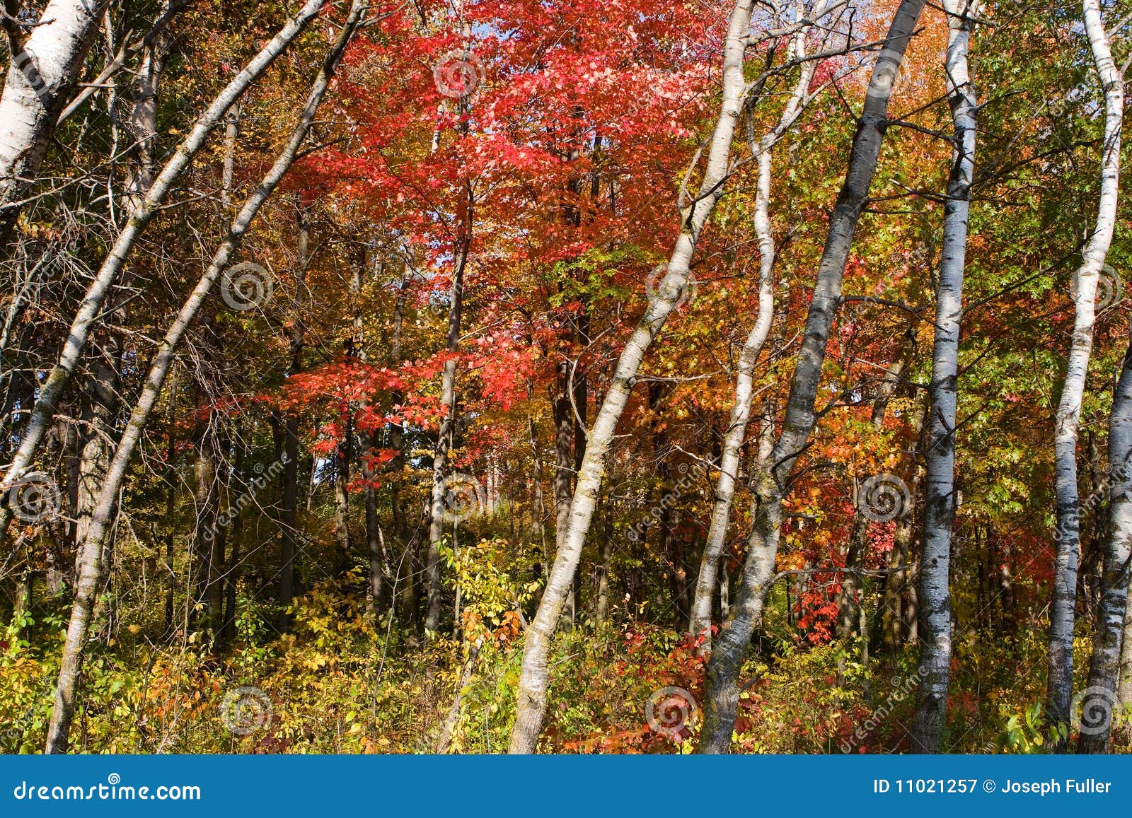 Forest Colors in the Fall stock image. Image of october - 11021257