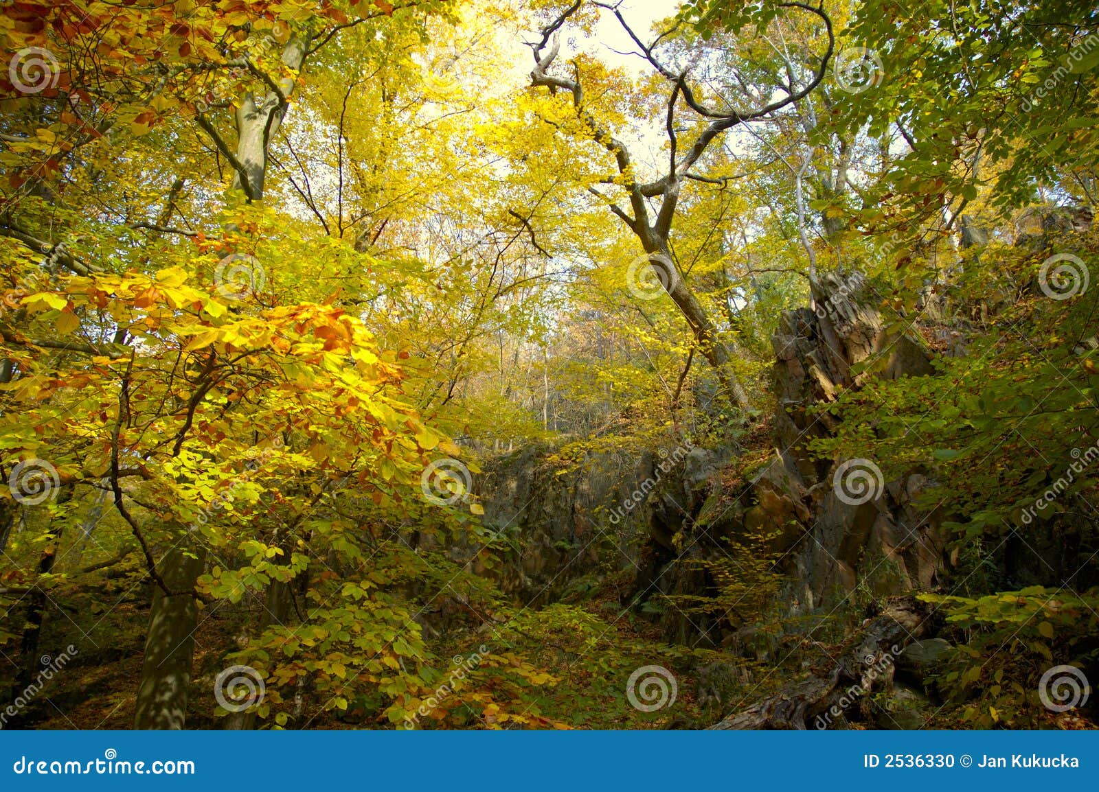 Forest and colours stock photo. Image of yelow, rock, color - 2536330