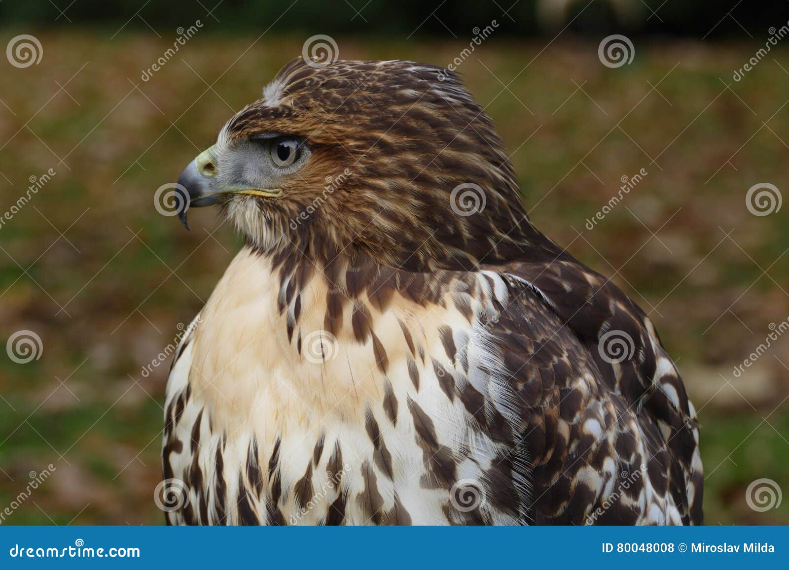 Forest (common) Buzzard Portrait Stock Photo - Image of eagle, head ...