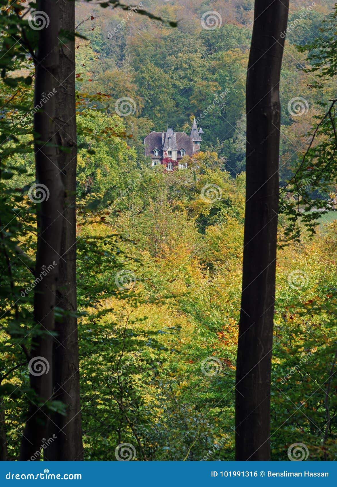 Forest of Compiegne stock photo. Image of grass, landscape - 101991316
