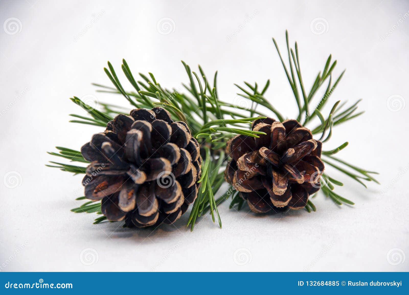 Forest cone. stock image. Image of natural, isolated - 132684885