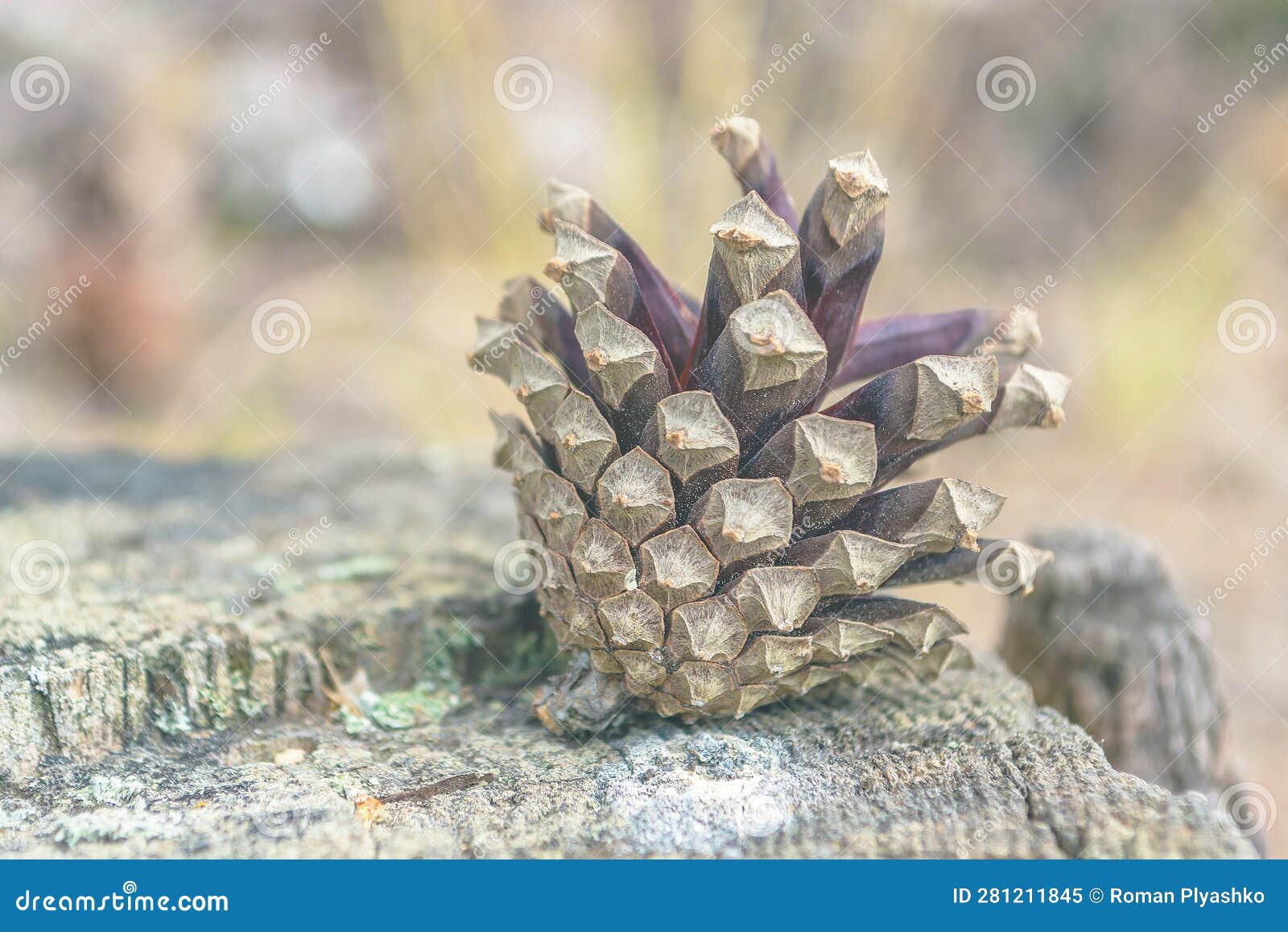 A Forest Cone on a Sawn Tree. Forest Nature Stock Image - Image of ...