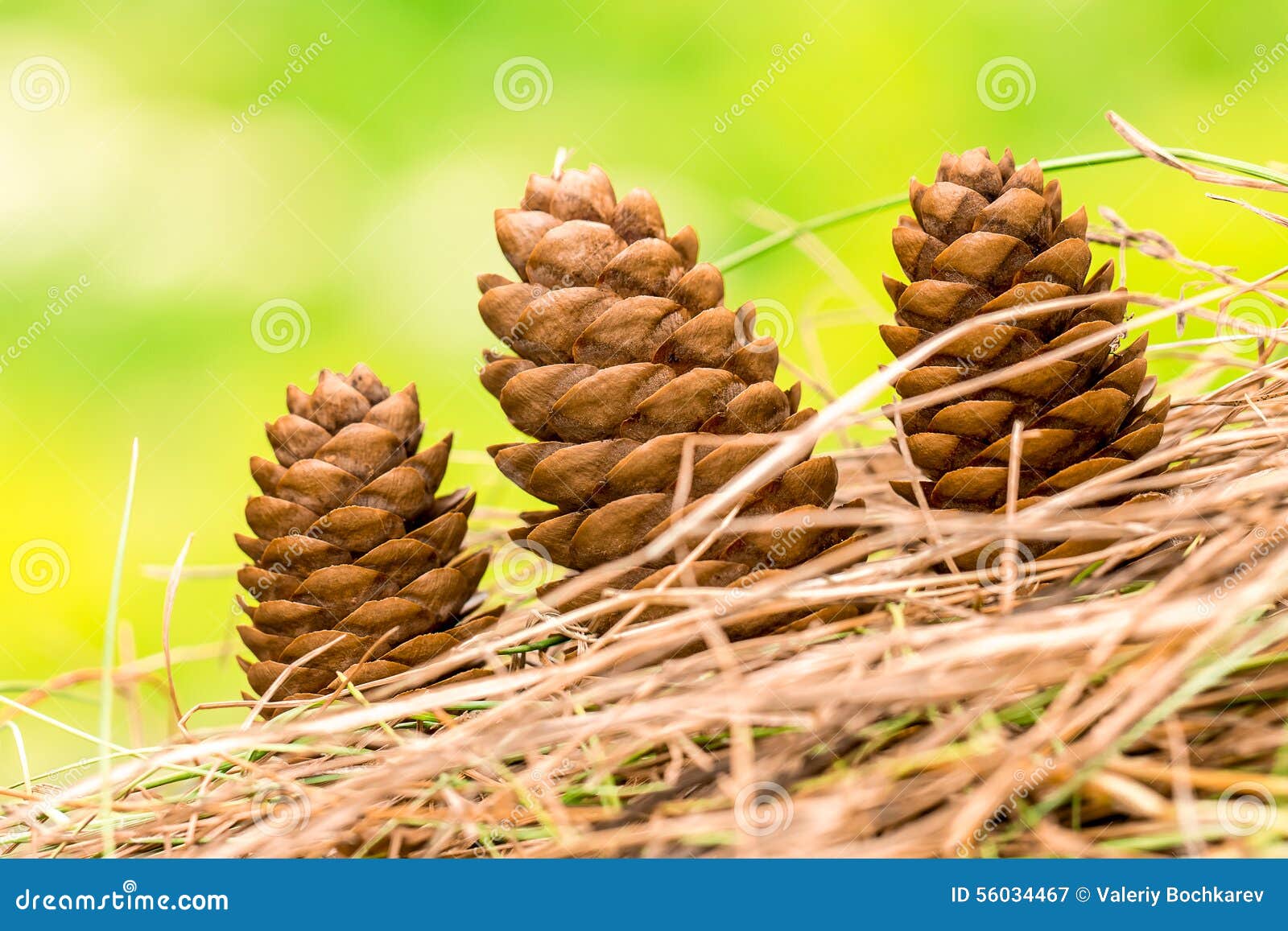Forest cones stock image. Image of decoration, life, forest - 56034467
