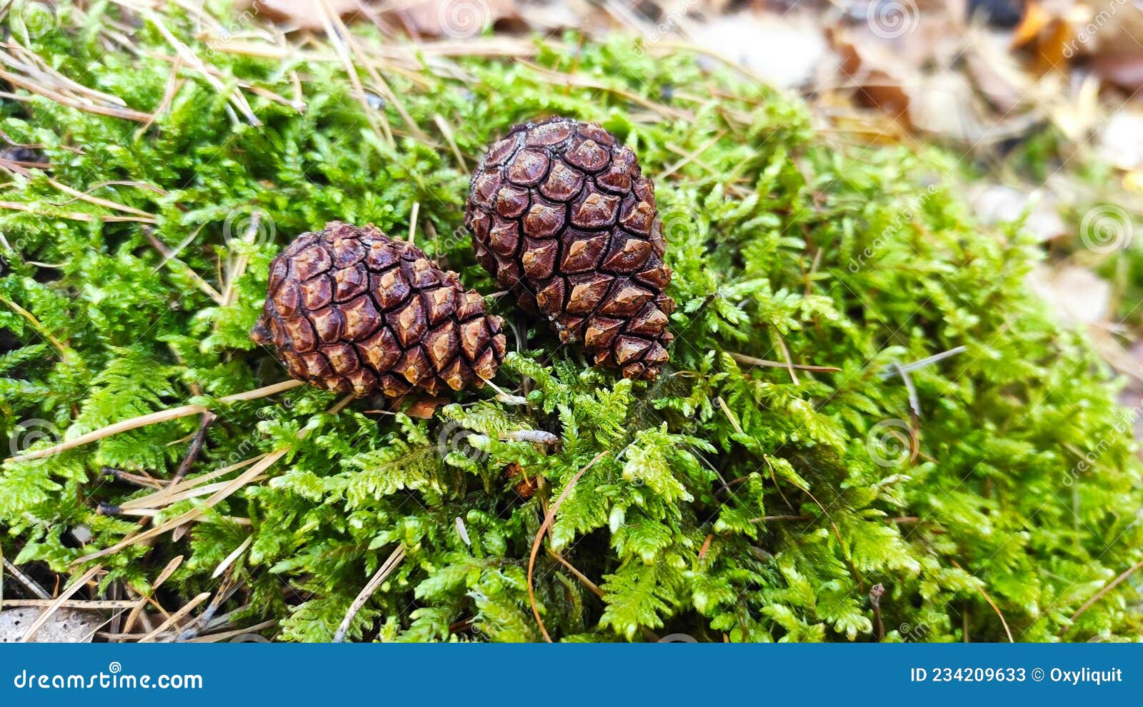 Forest cones on soft moss stock image. Image of forest - 234209633