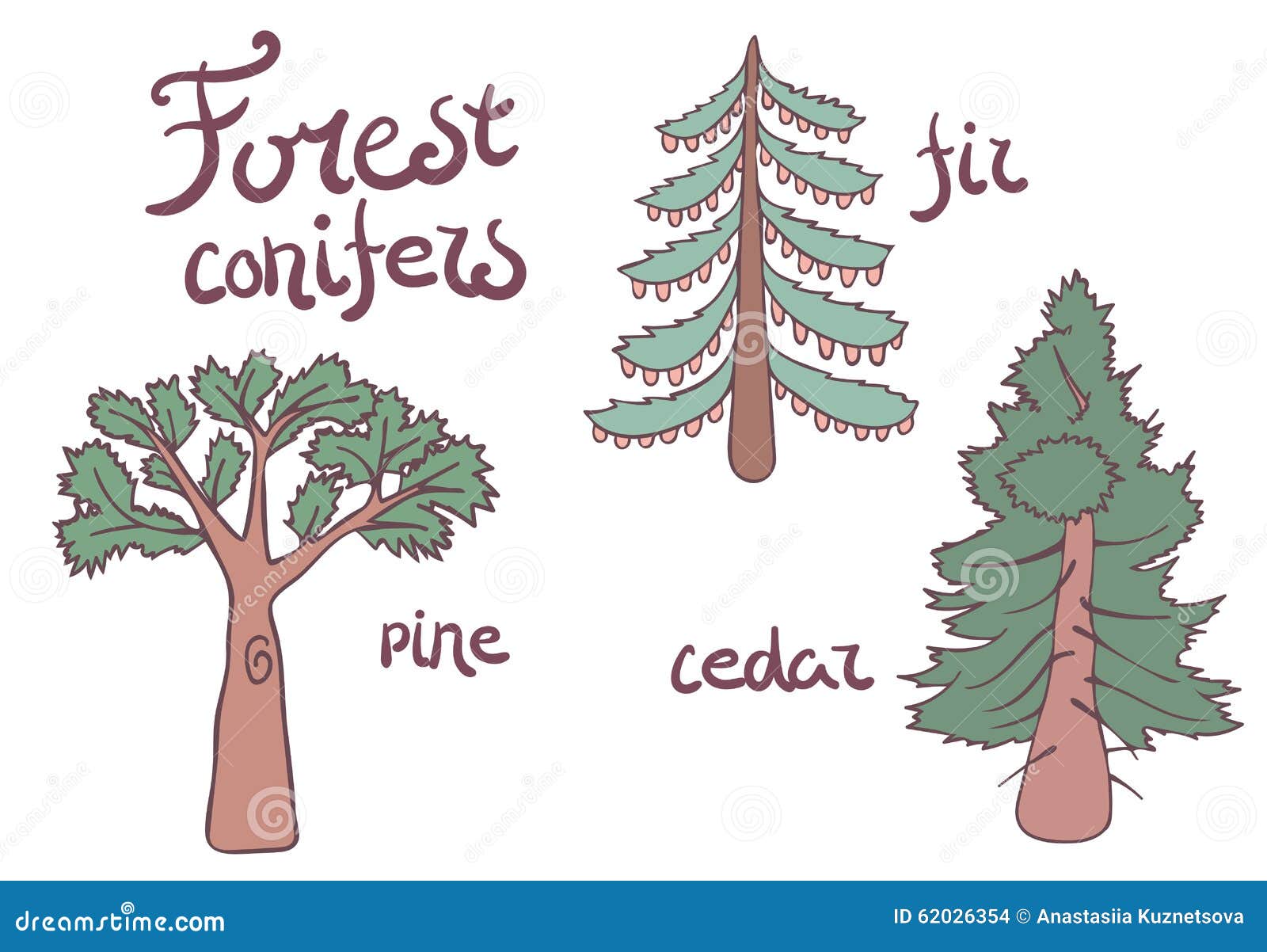 Forest Conifer Trees Set. Plan Stock Vector - Illustration of flora ...