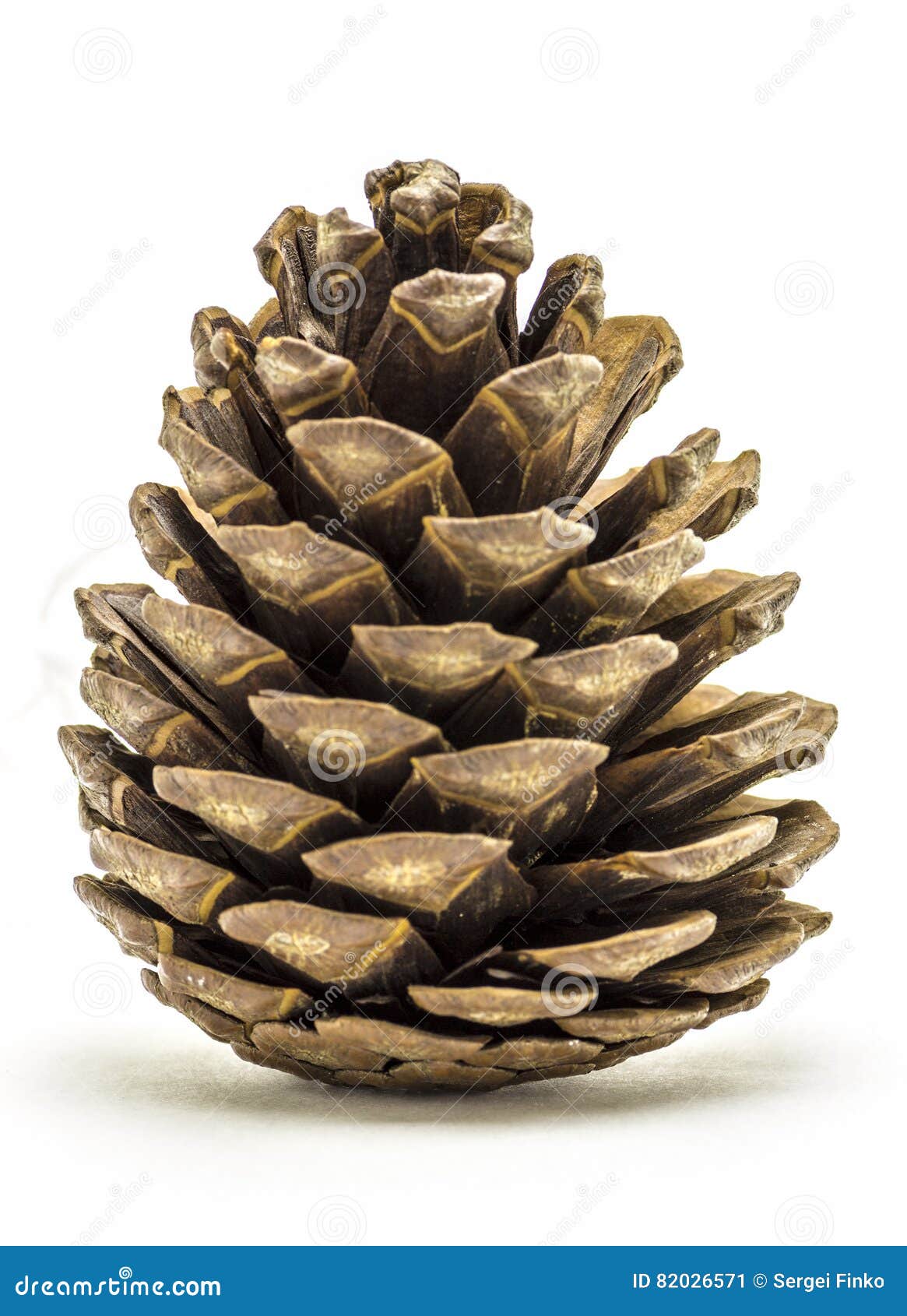 Forest coniferous bump stock image. Image of tree, cone - 82026571