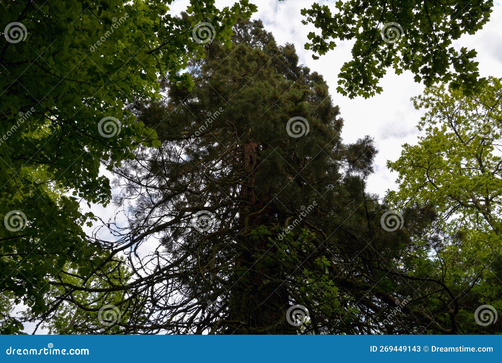 Forest Coniferous Tree with a Thick Trunk with Twisted Branches with ...