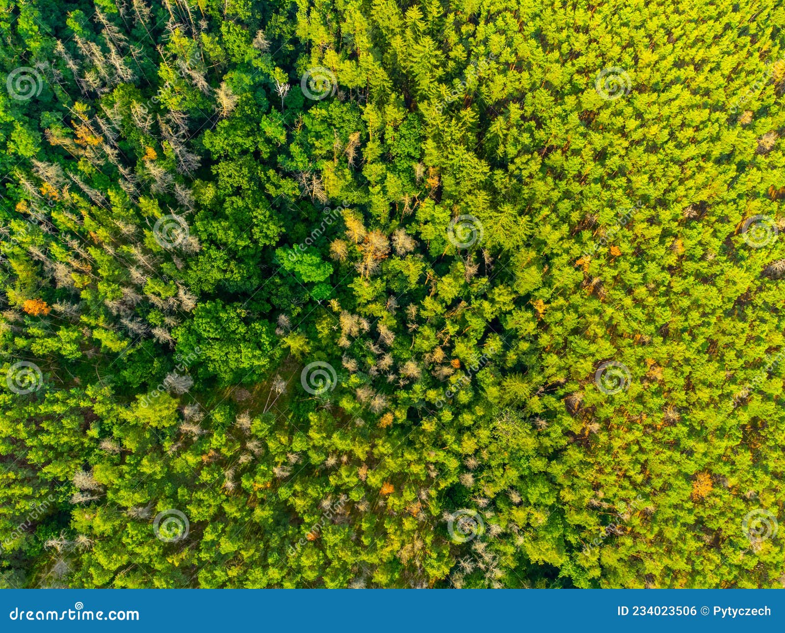 Forest of Coniferous Trees from Above Stock Photo - Image of scenic ...