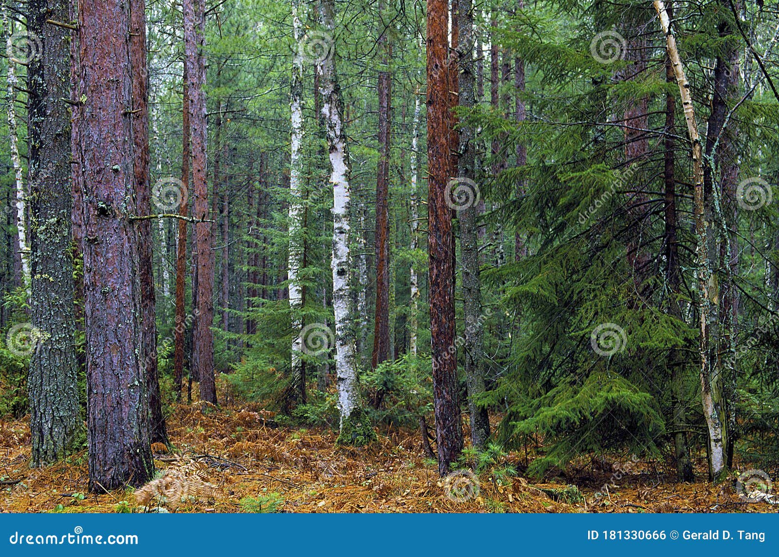 Forest of Conifers and Birch 45201 Stock Photo - Image of forest ...