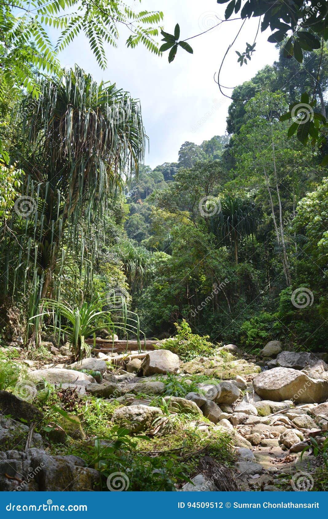 Forest conservation stock photo. Image of varieties, travel - 94509512
