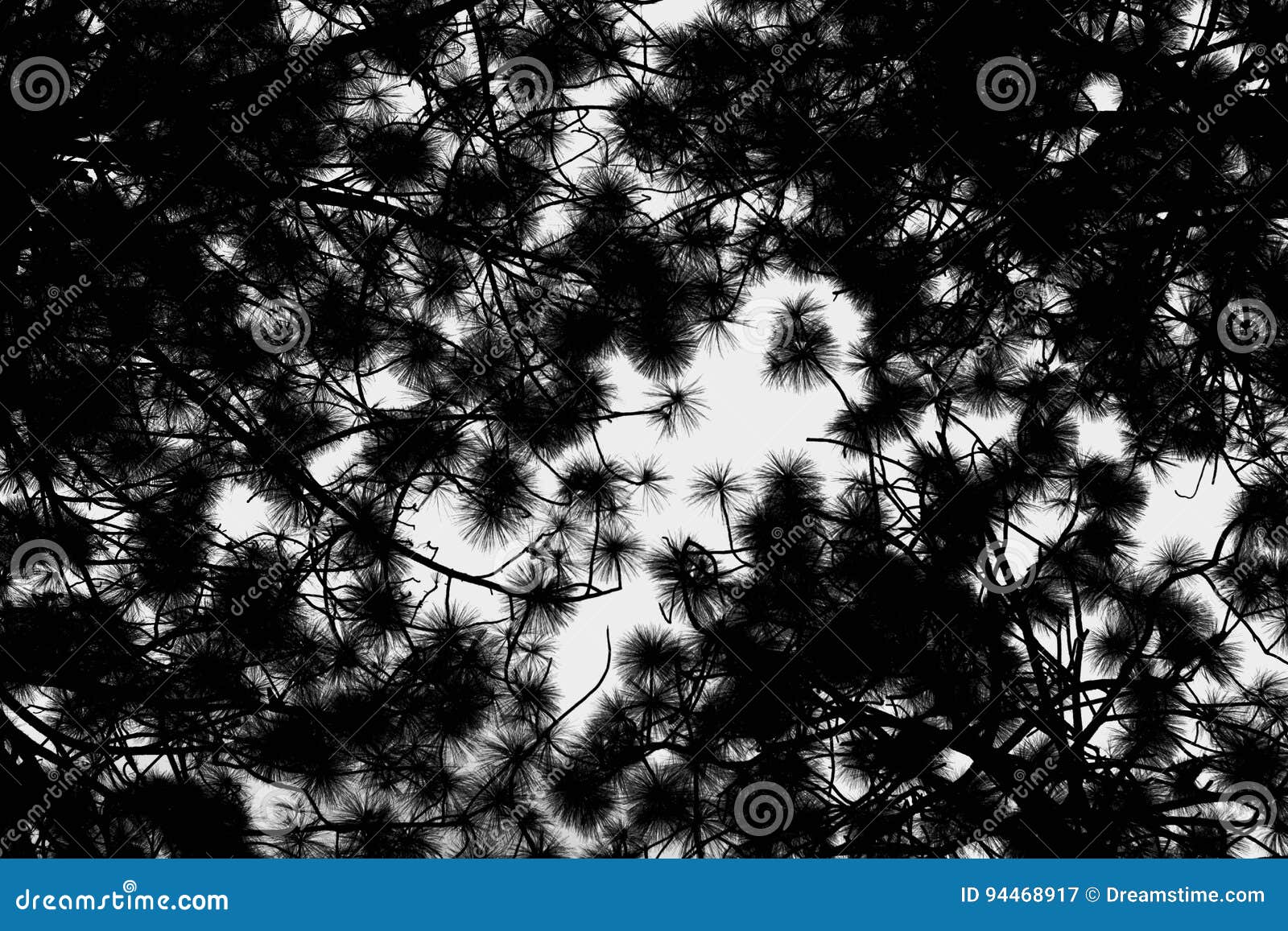 Forest contrast stock image. Image of natural, abstract - 94468917
