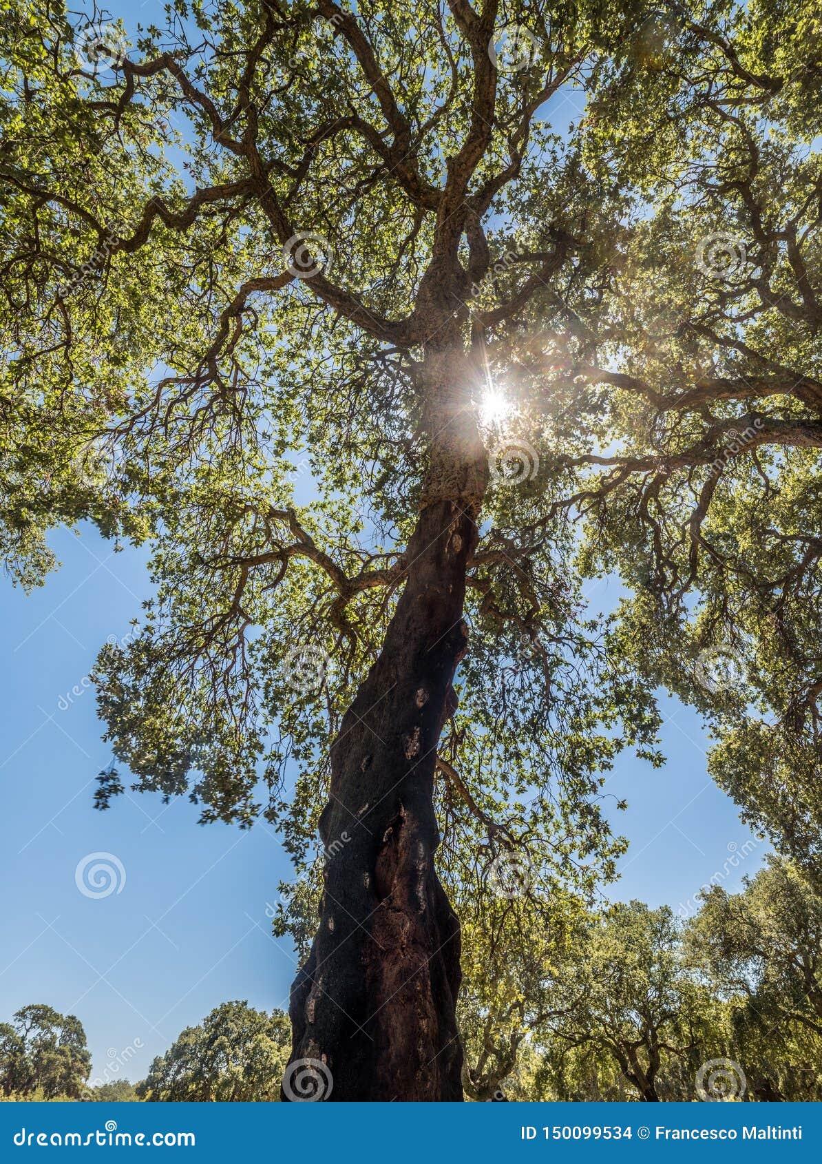 Forest of cork trees stock photo. Image of forest, tree - 150099534
