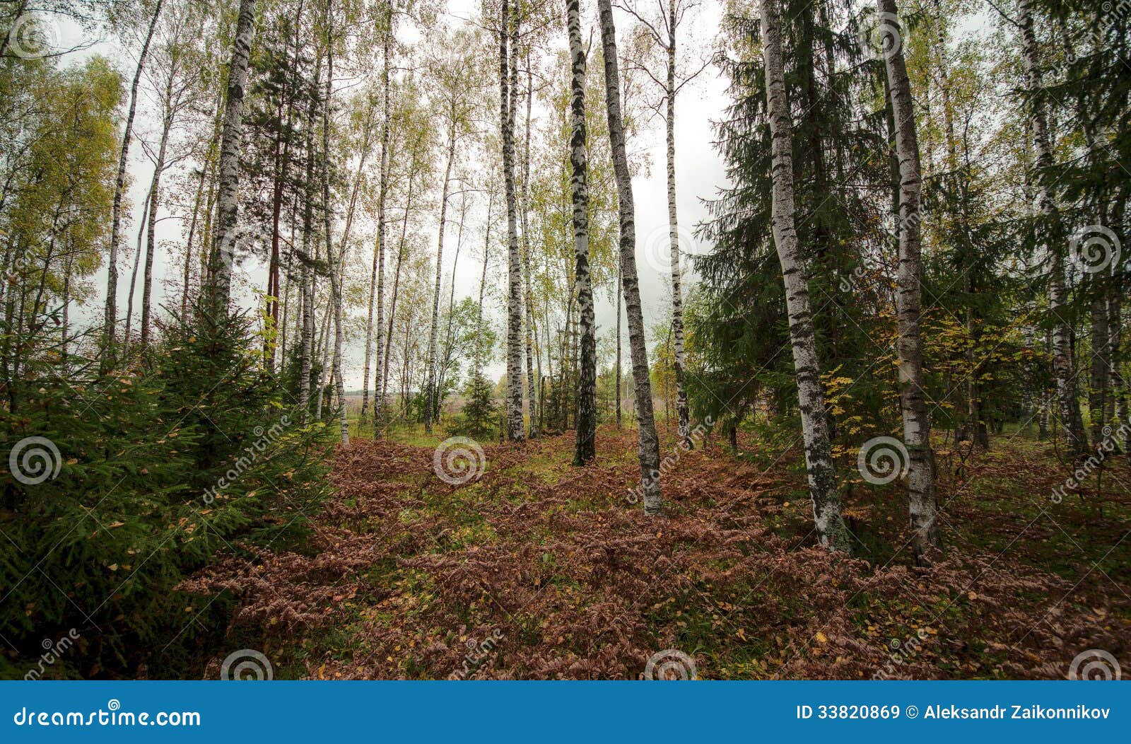 Forest corner stock image. Image of birch, fall, ecology - 33820869
