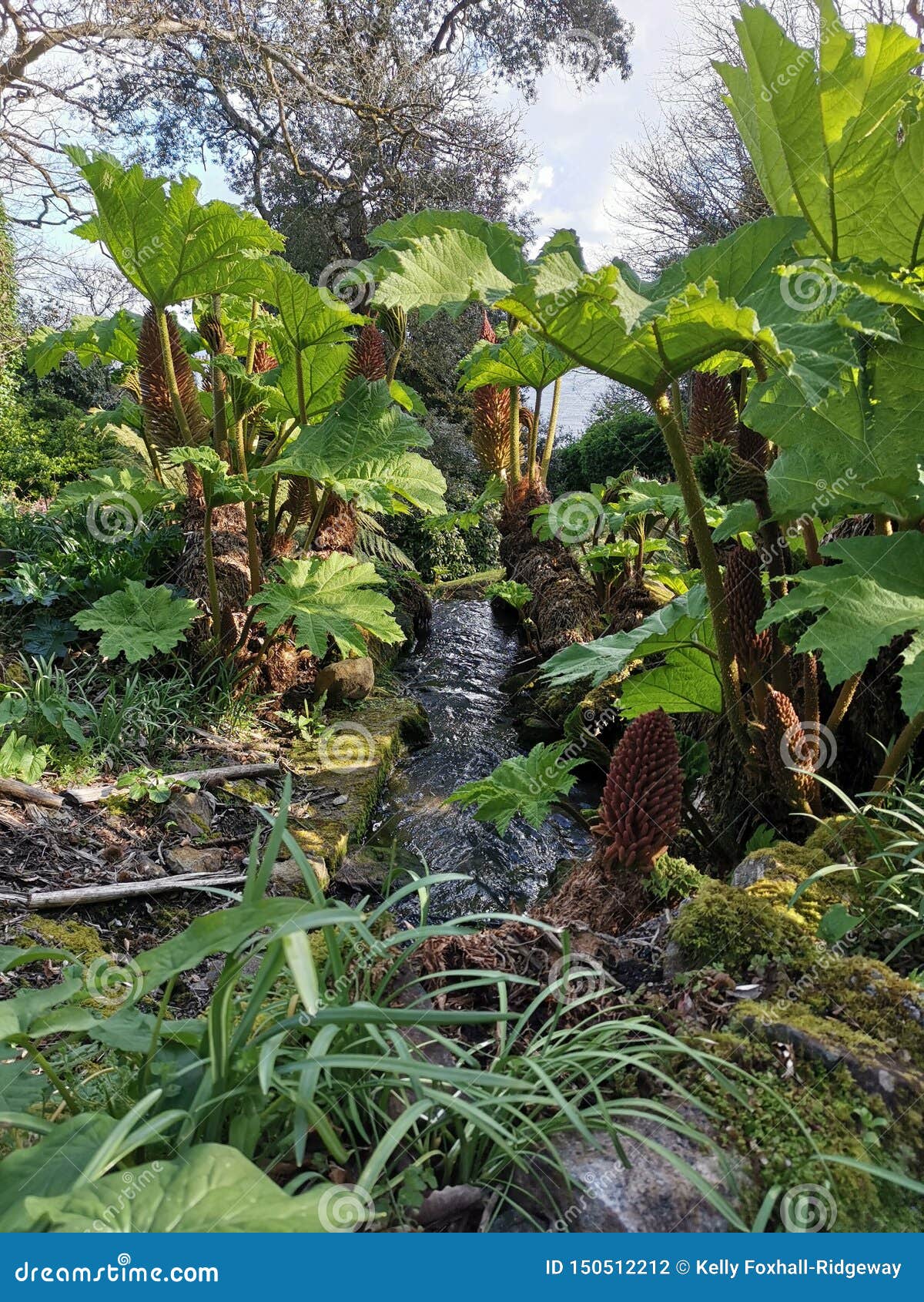 In the forest, Cornwall stock photo. Image of ocean - 150512212