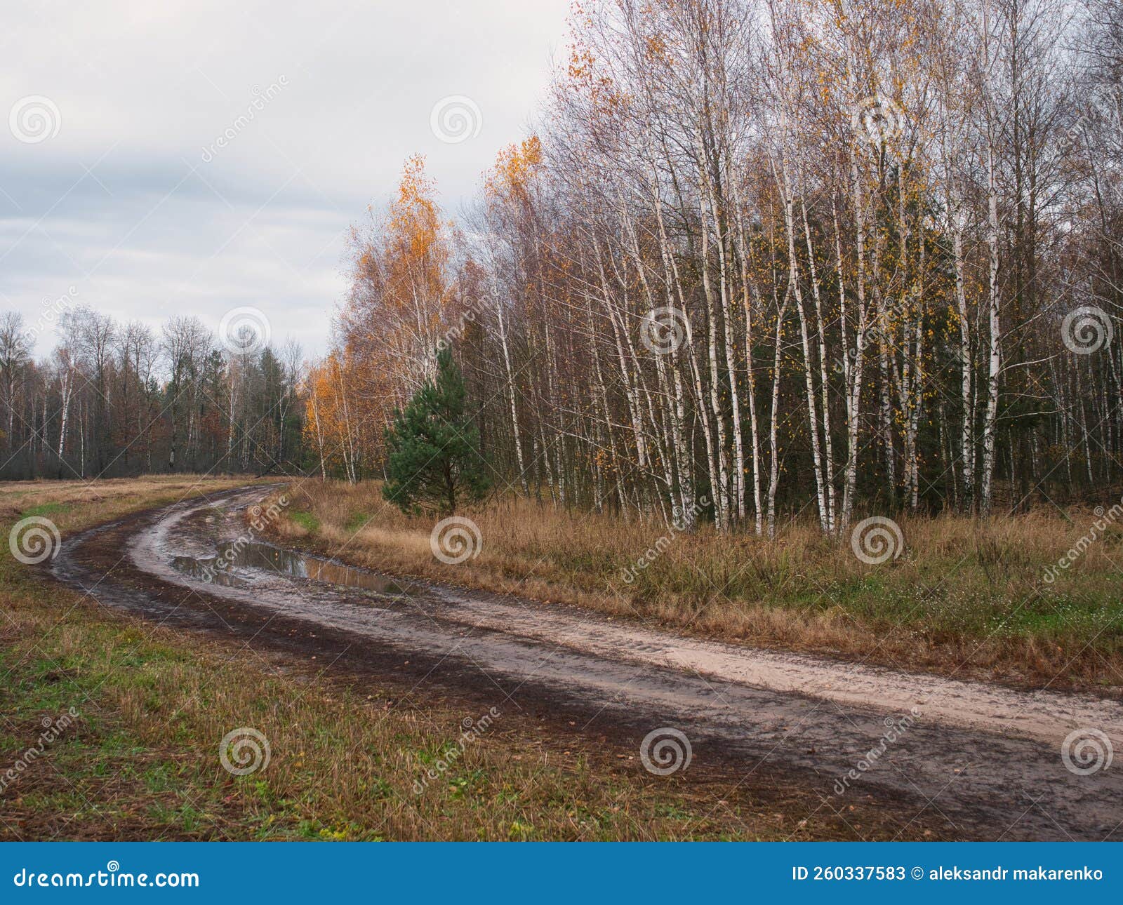 Forest Country Road in the Shade of Large Trees Stock Image - Image of ...