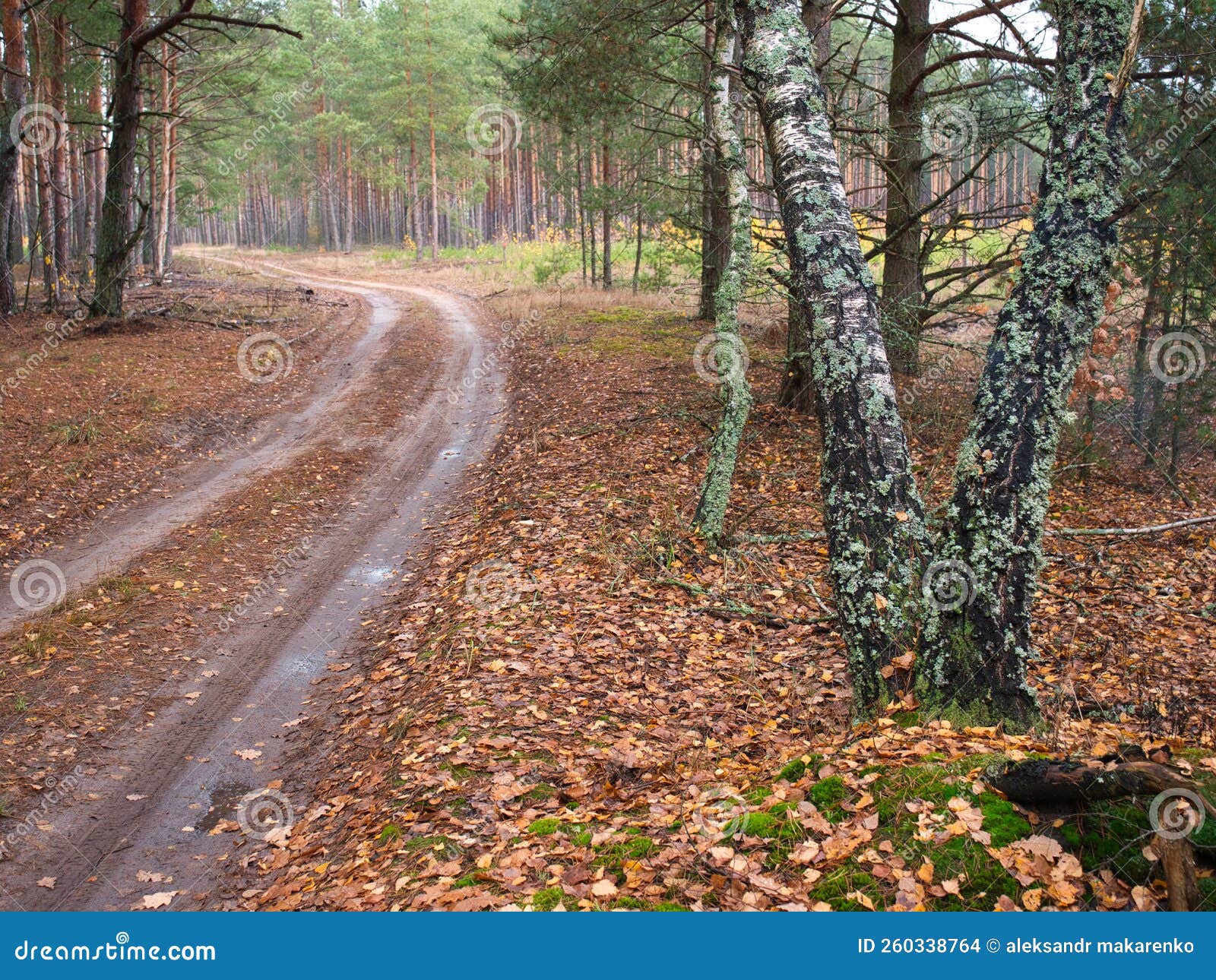 Forest Country Road in the Shade of Large Trees Stock Photo - Image of ...