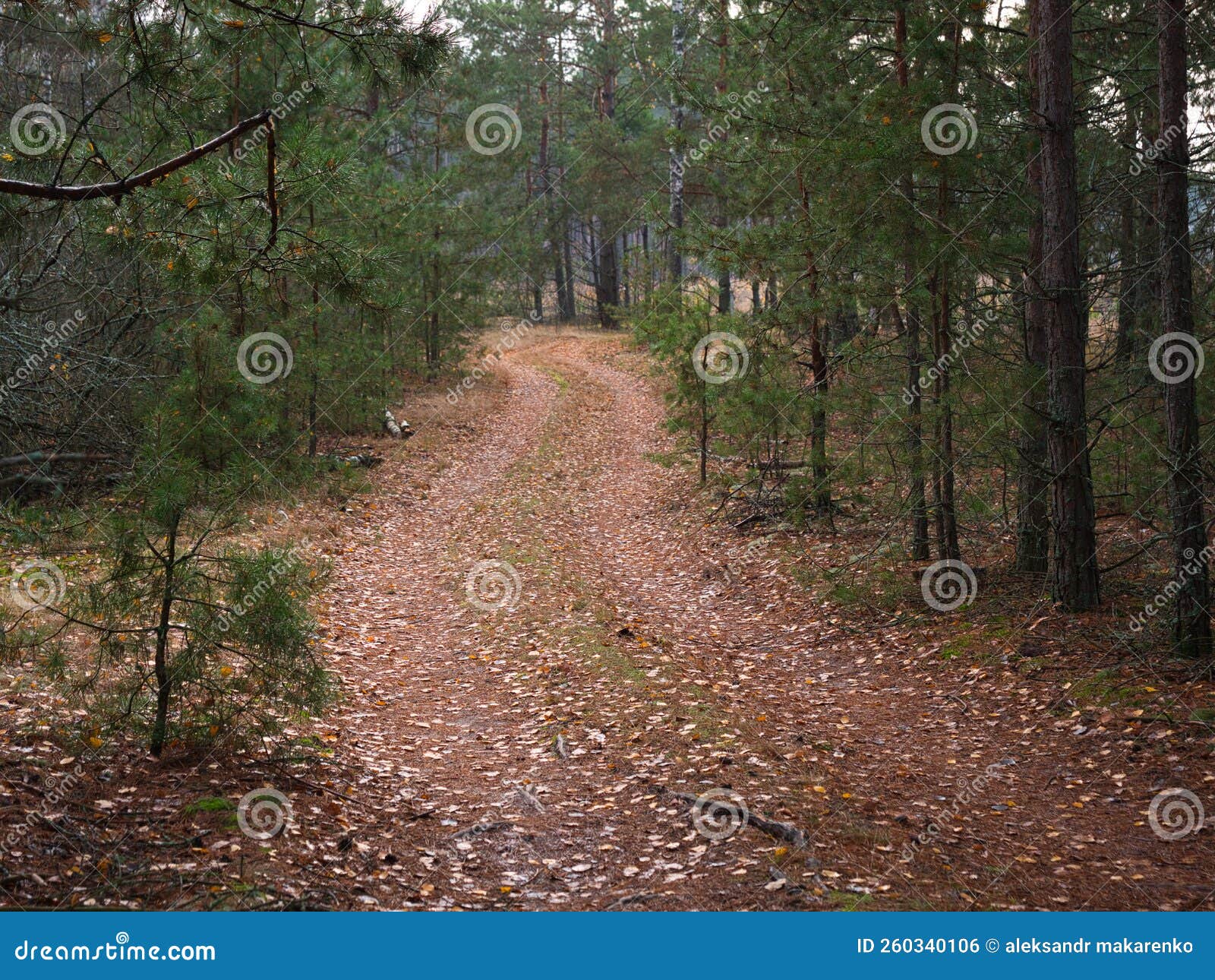 Forest Country Road in the Shade of Large Trees Stock Photo - Image of ...