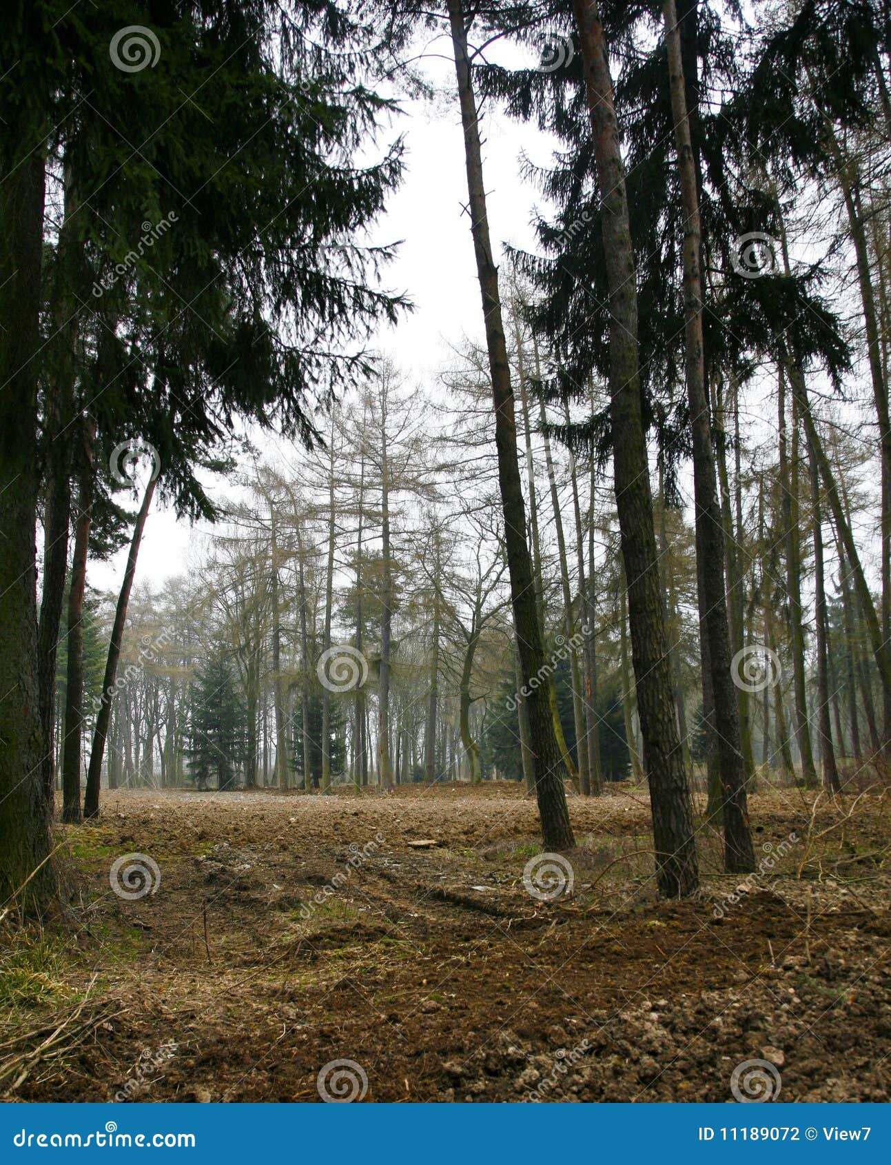 Forest in countryside stock photo. Image of outdoor, landscape - 11189072