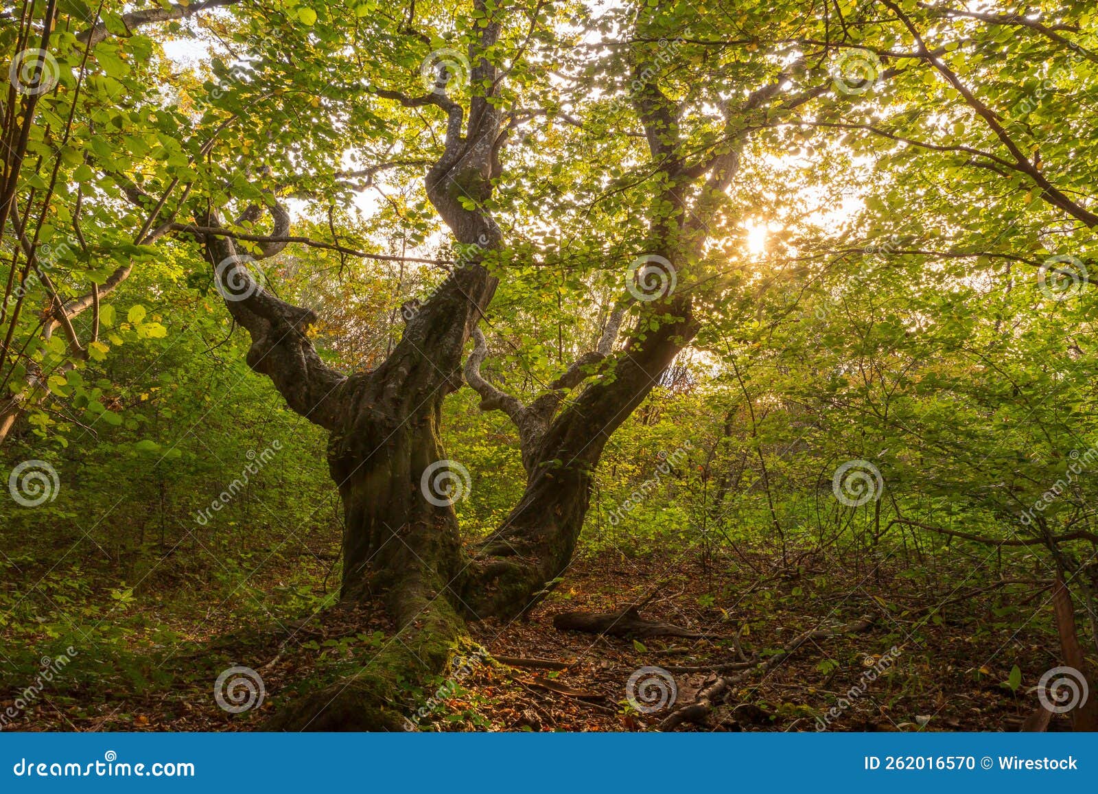 Forest Covered in Bushes and Trees Under the Sunlight - Perfect for ...
