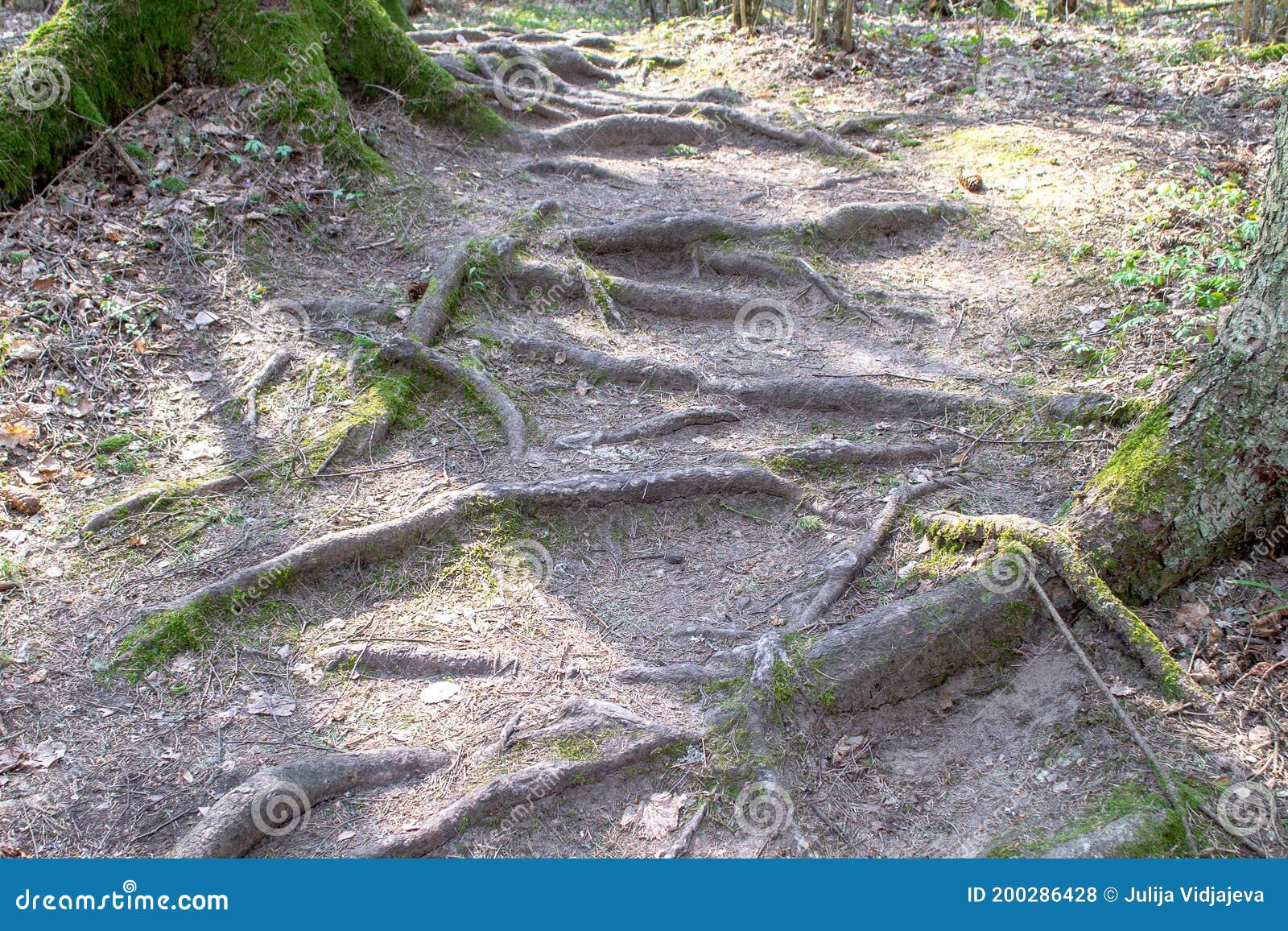 Tangle Trees Background Stock Photo | CartoonDealer.com #40844292